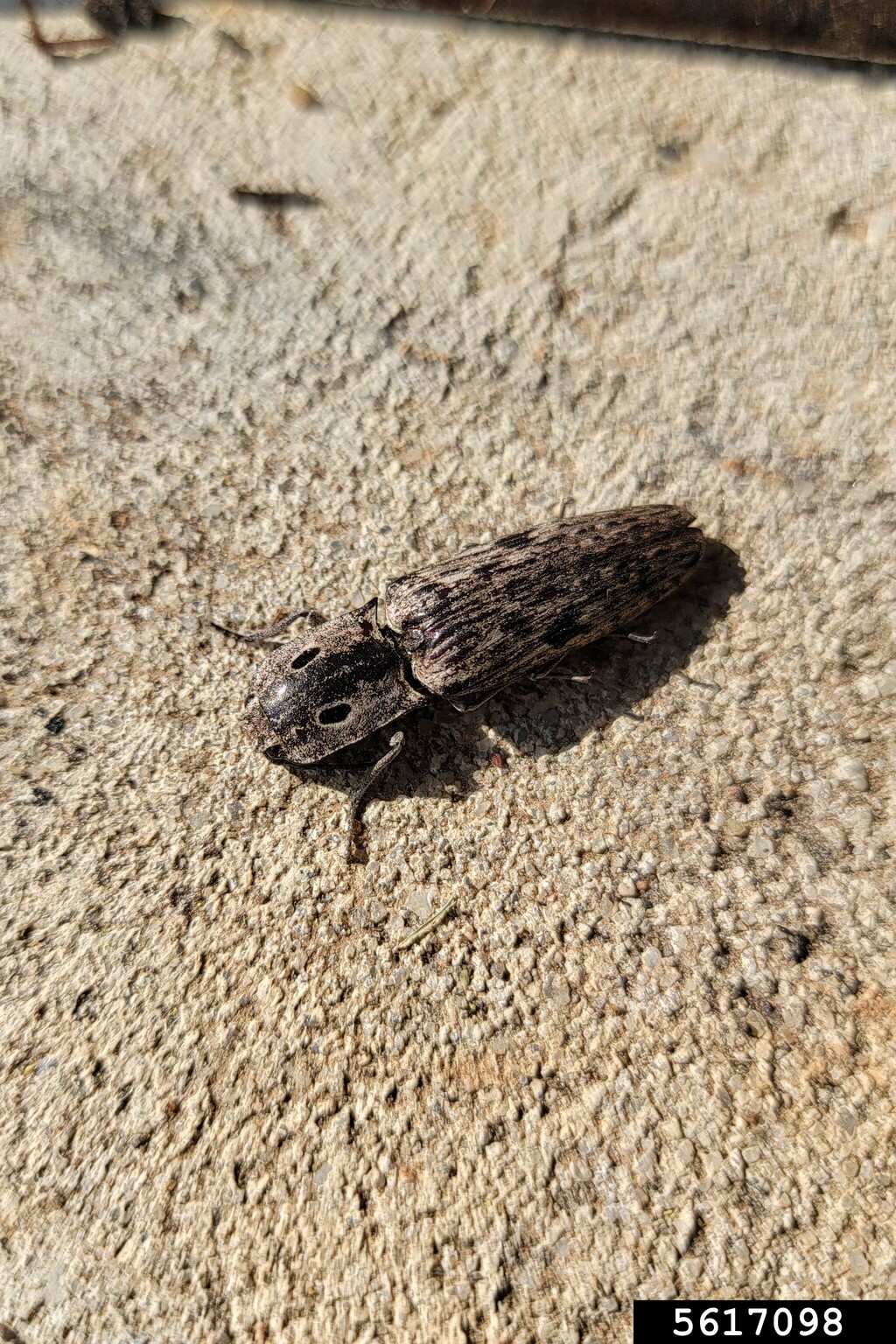 click beetle (Alaus myops (Fabricius, 1791))