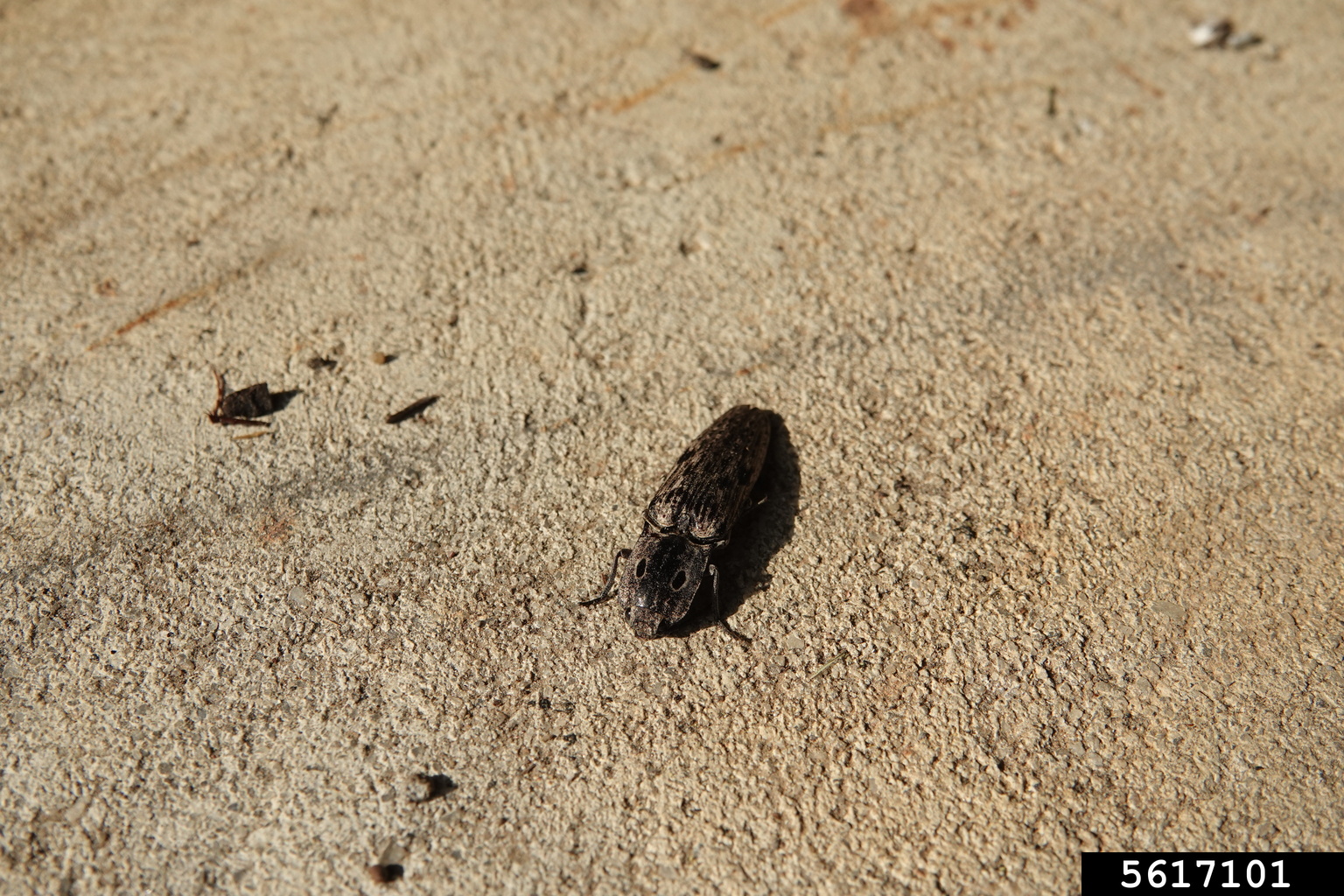 click beetle (Alaus myops (Fabricius, 1791))