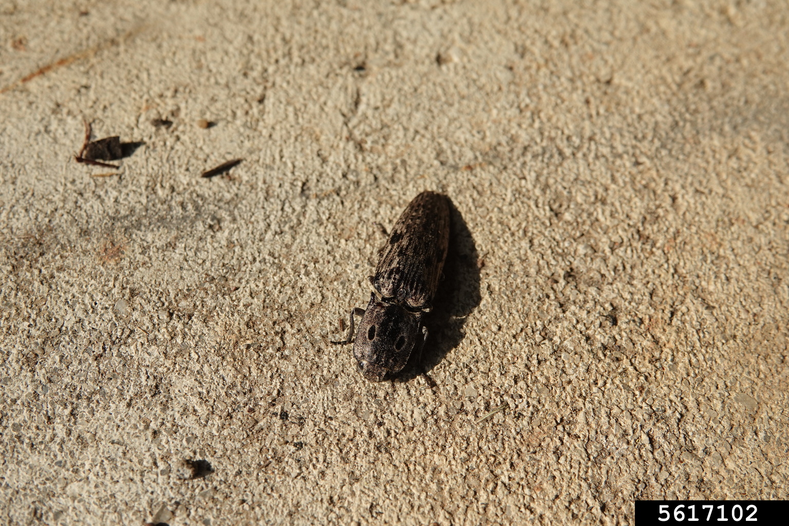 click beetle (Alaus myops (Fabricius, 1791))