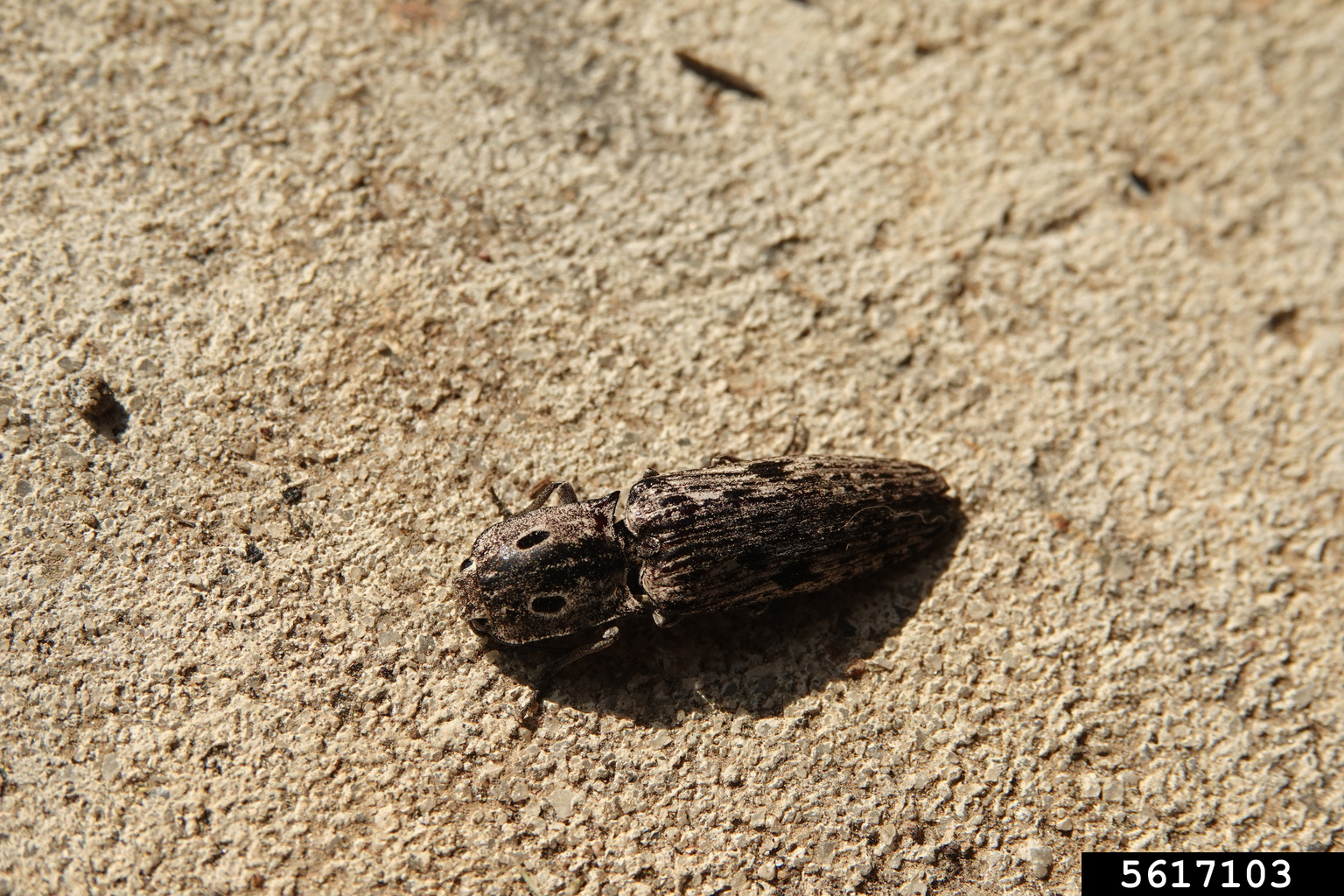 click beetle (Alaus myops (Fabricius, 1791))