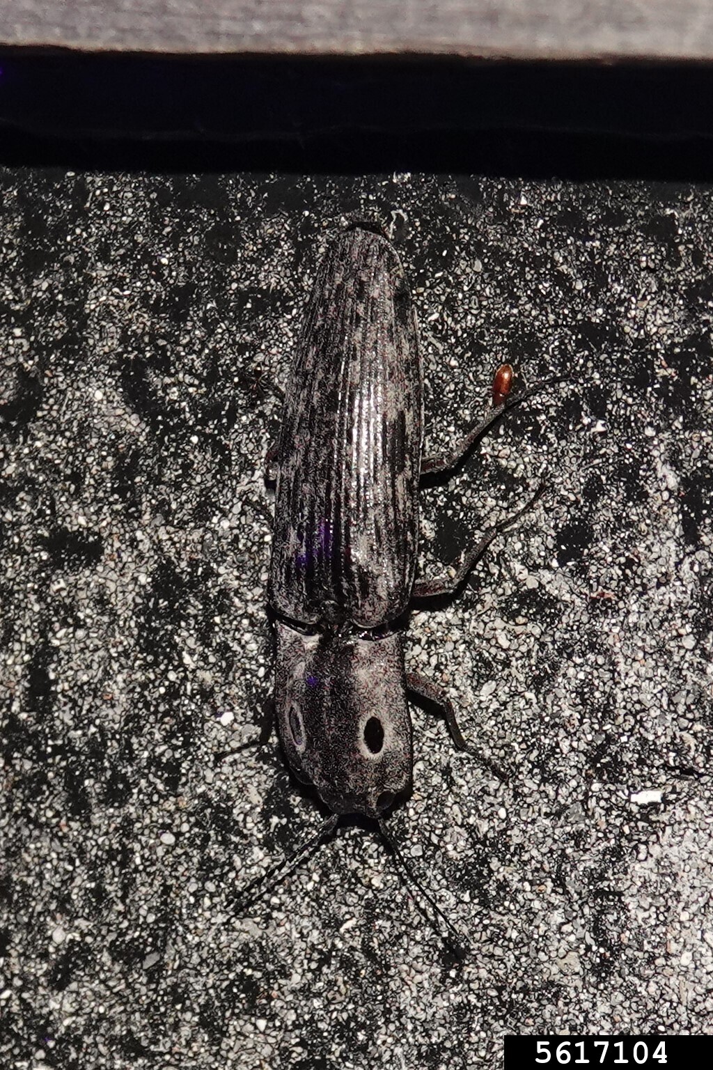 click beetle (Alaus myops (Fabricius, 1791))