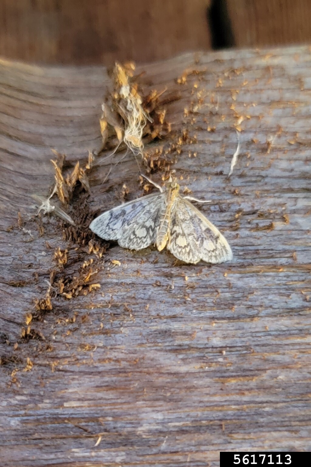 Genus Anania Hübner, 1823