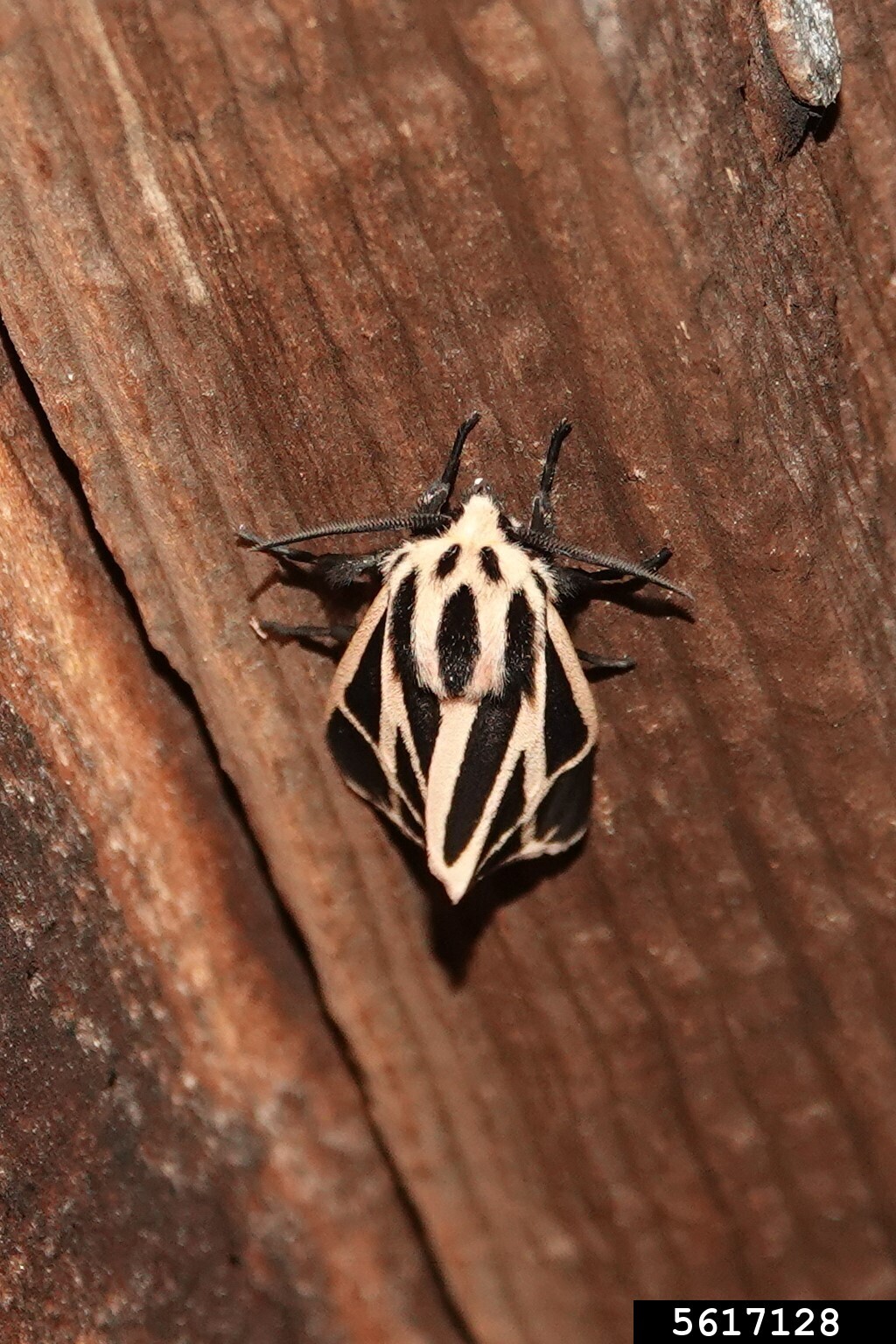 Genus Apantesis