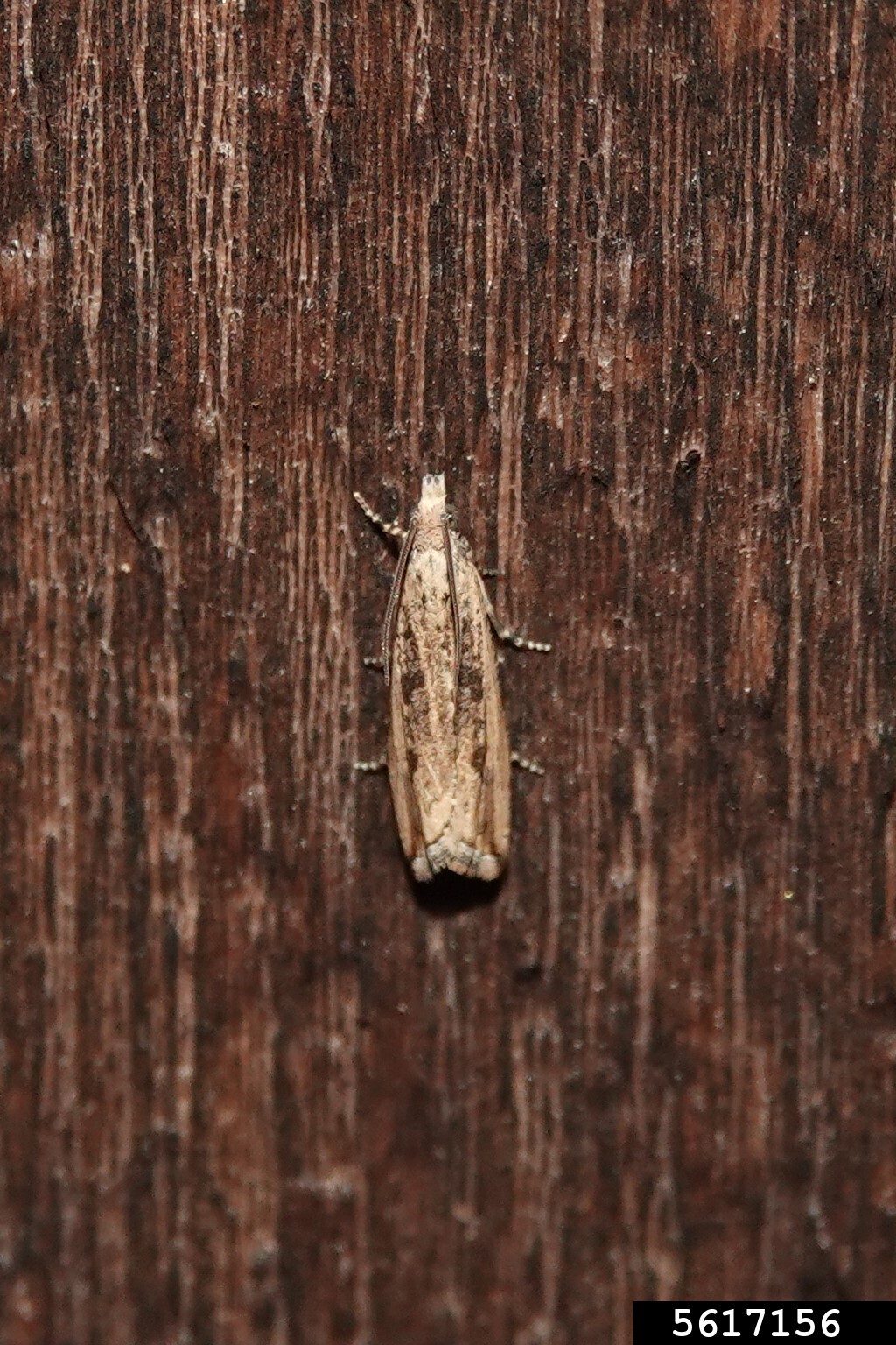 Genus Bactra