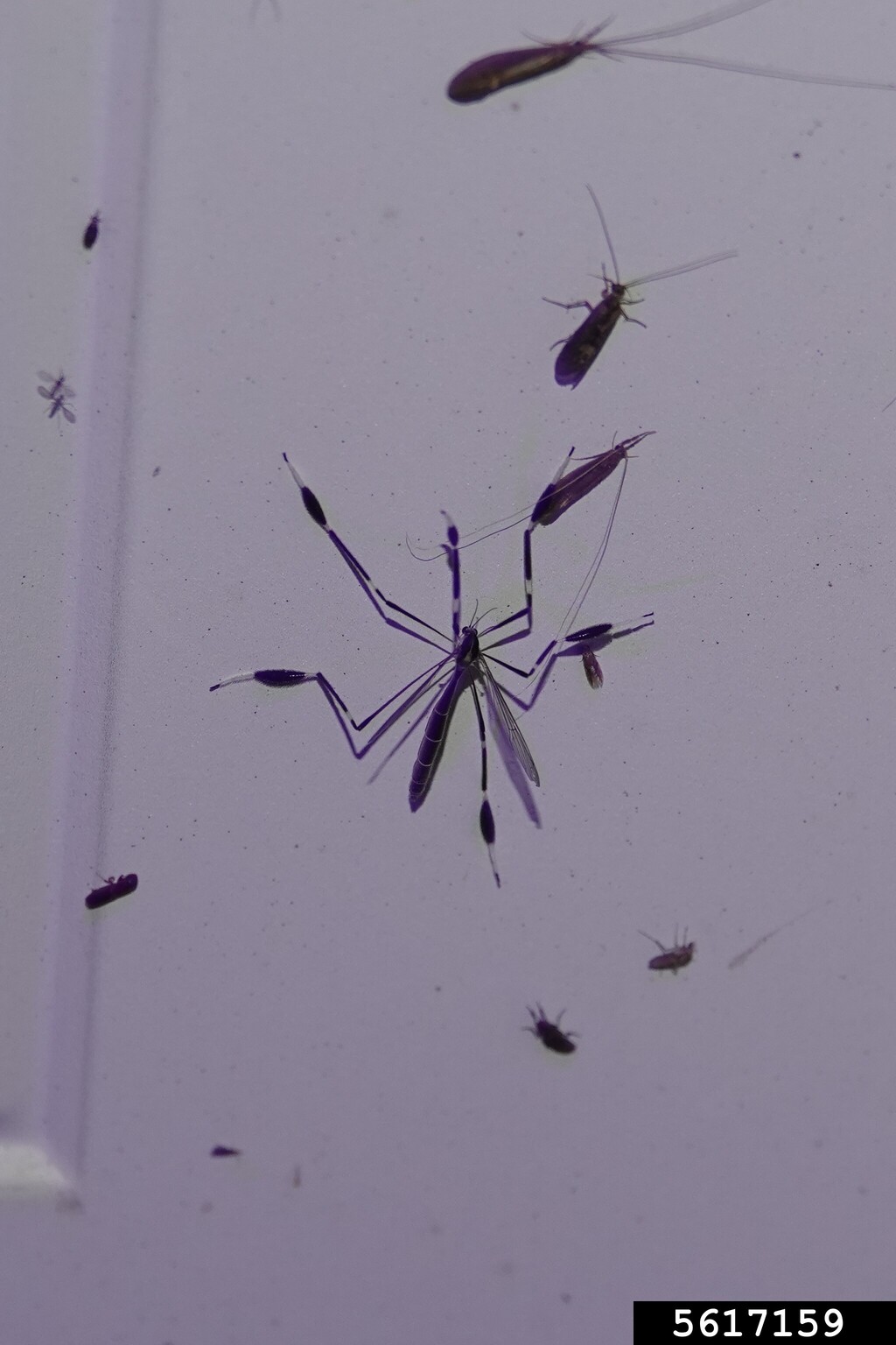 Eastern phantom crane fly (Bittacomorpha clavipes (Fabricius, 1781))