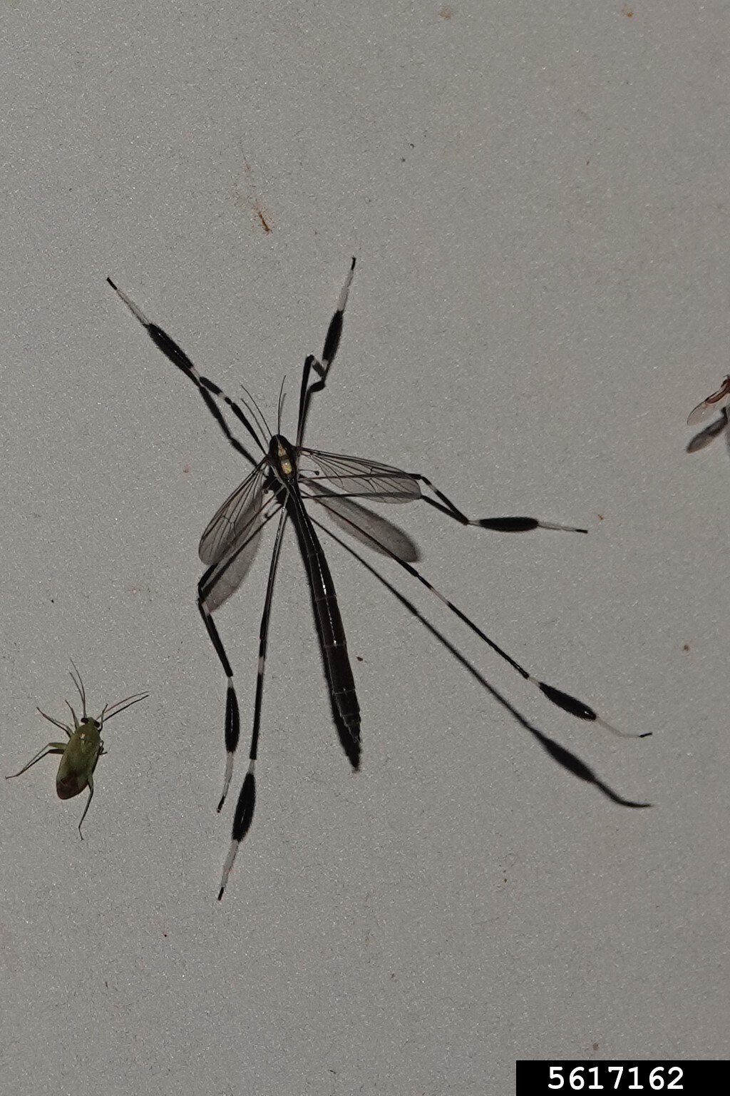 Eastern phantom crane fly (Bittacomorpha clavipes (Fabricius, 1781))