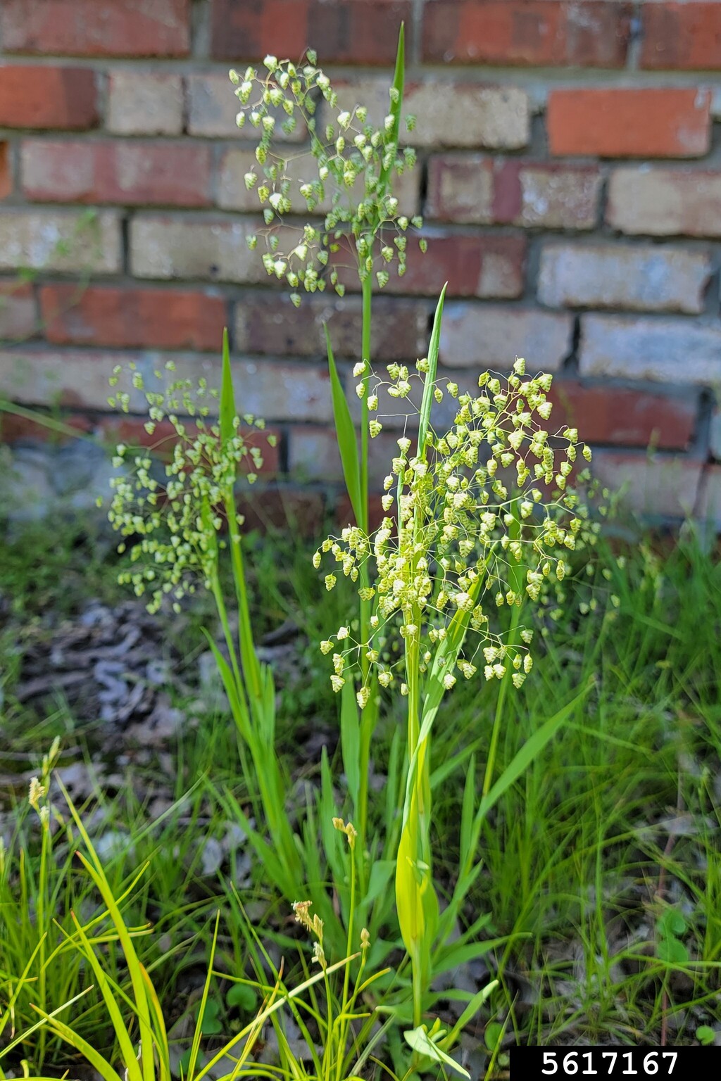 little quakinggrass (Briza minor)