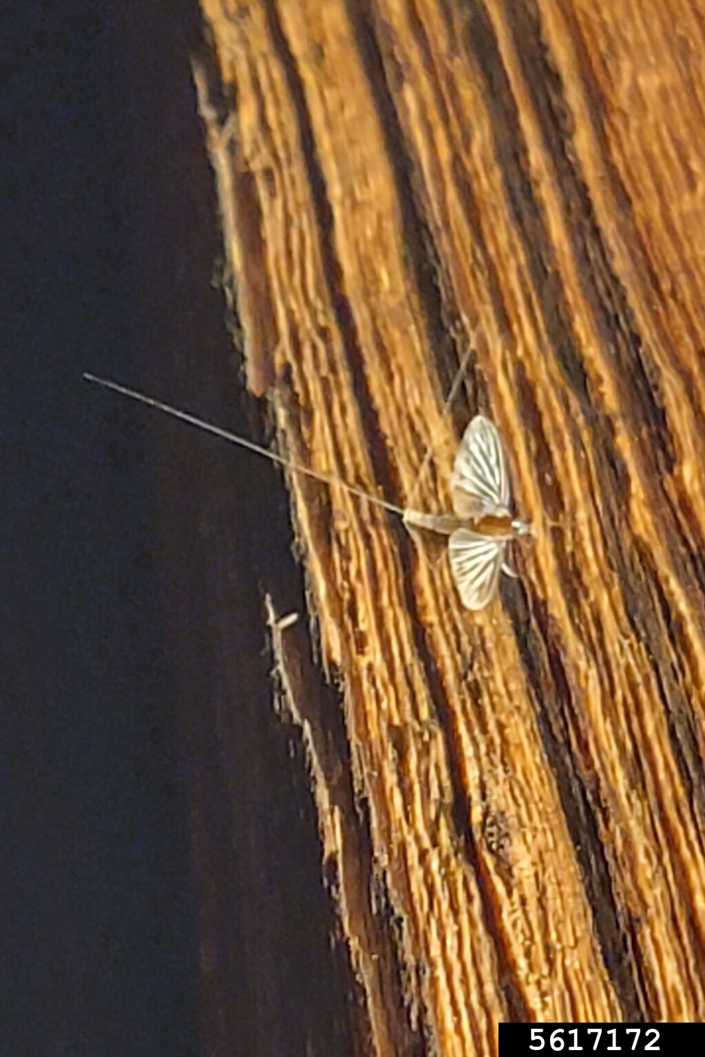 small squaregill mayfly (Family Caenidae)