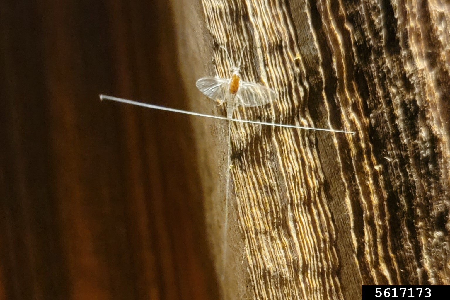 small squaregill mayfly (Family Caenidae)