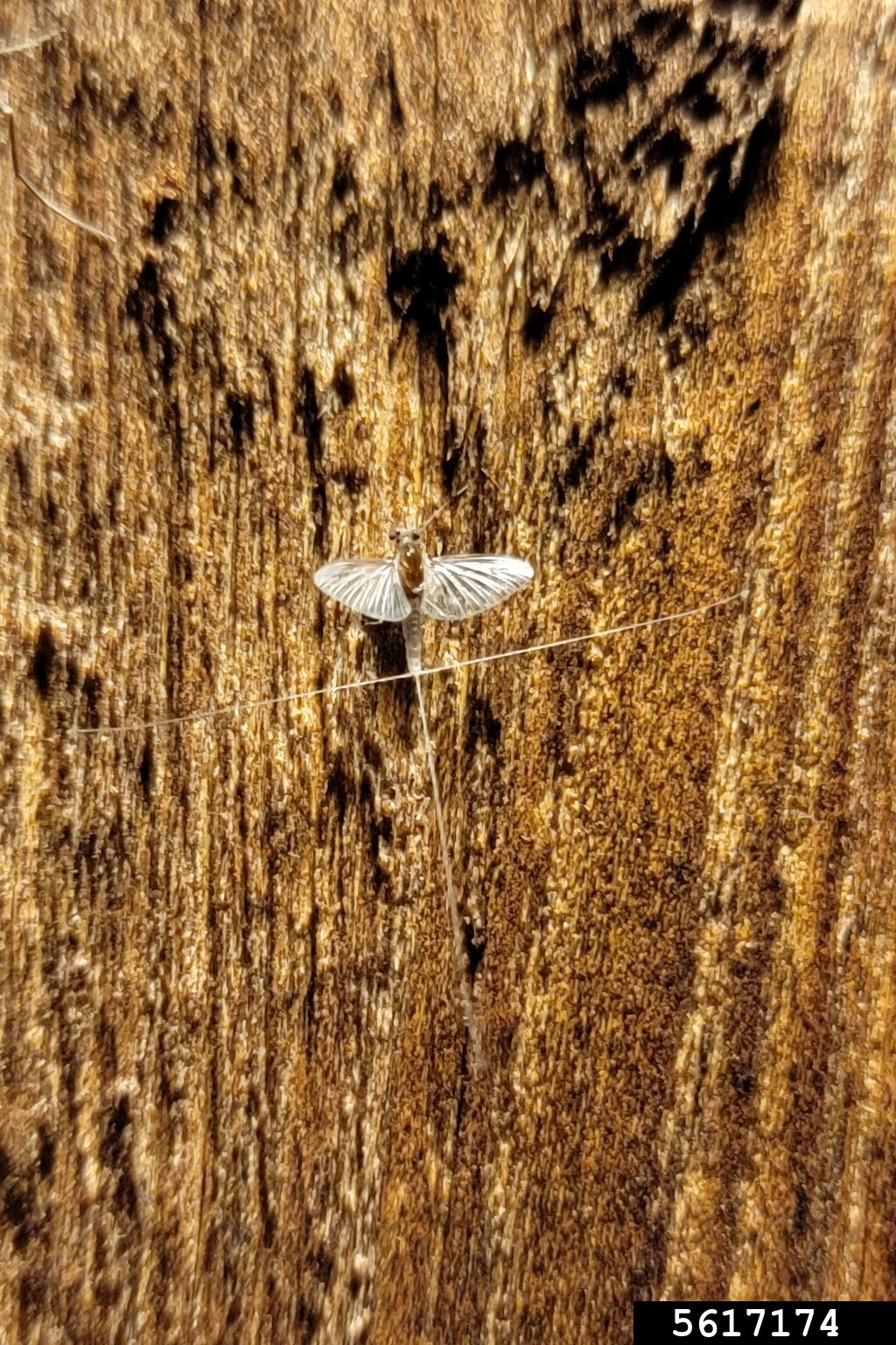 small squaregill mayfly (Family Caenidae)