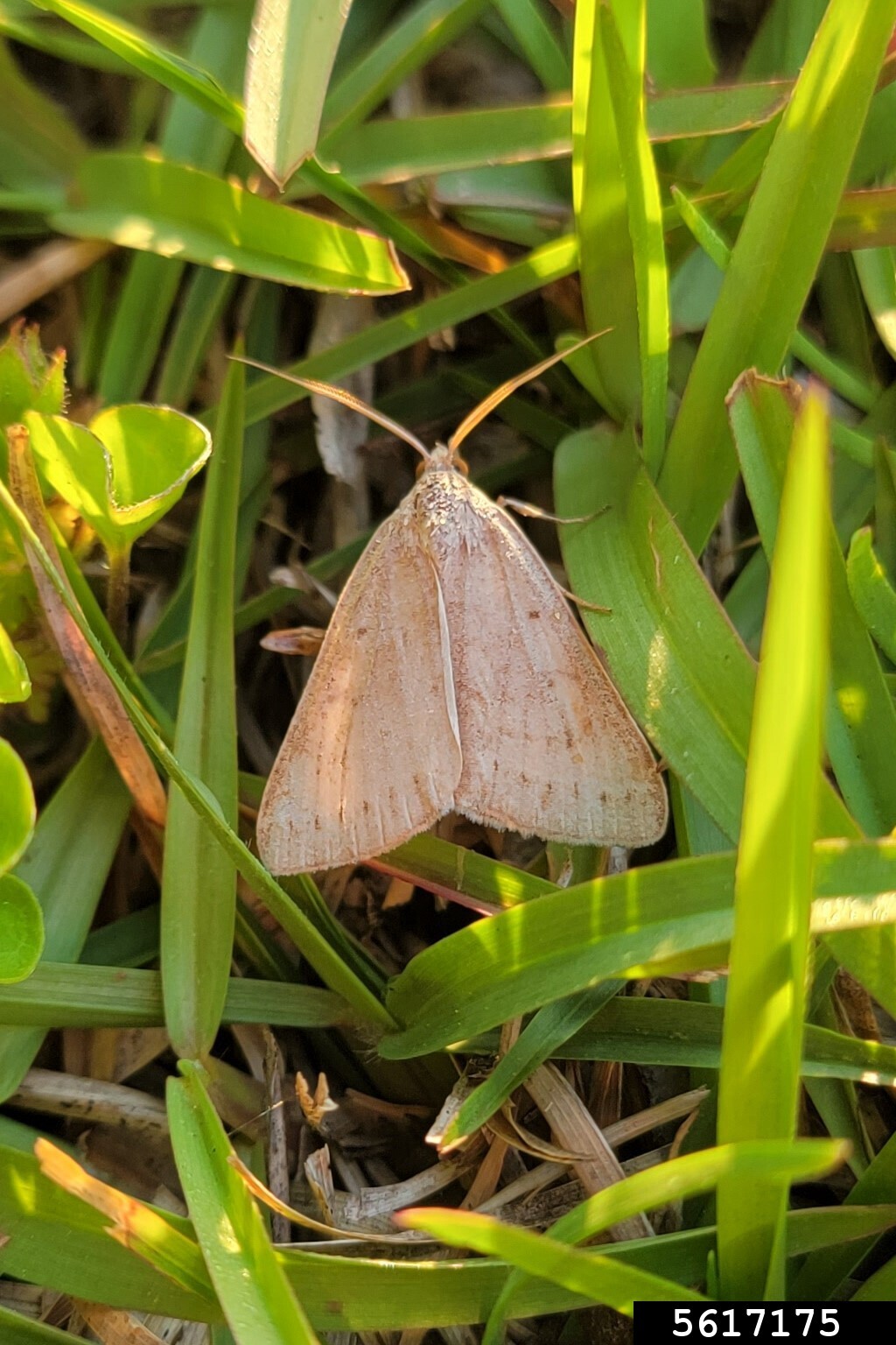 vetch looper moth (Caenurgia chloropha (Hübner, 1818))