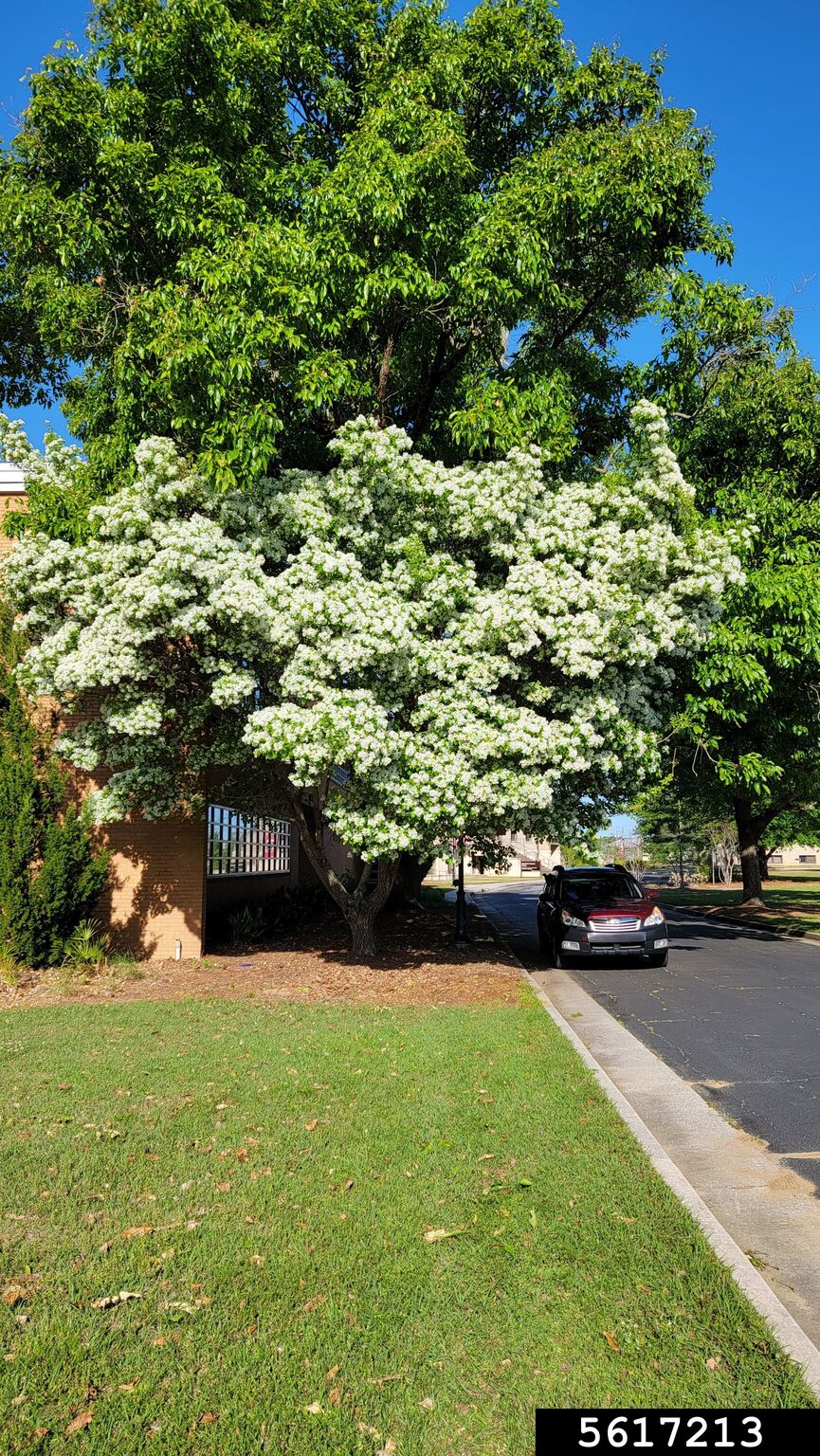 Chinese fringetree (Chionanthus retusus Lindl. & Paxton)