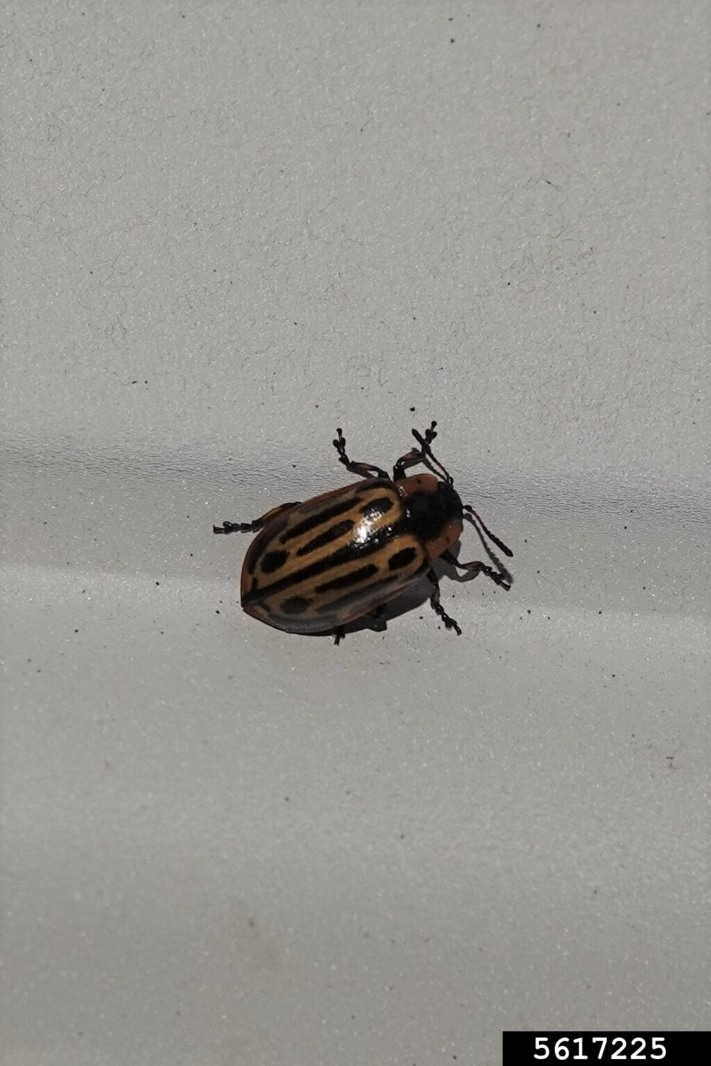cottonwood leaf beetle (Chrysomela scripta)