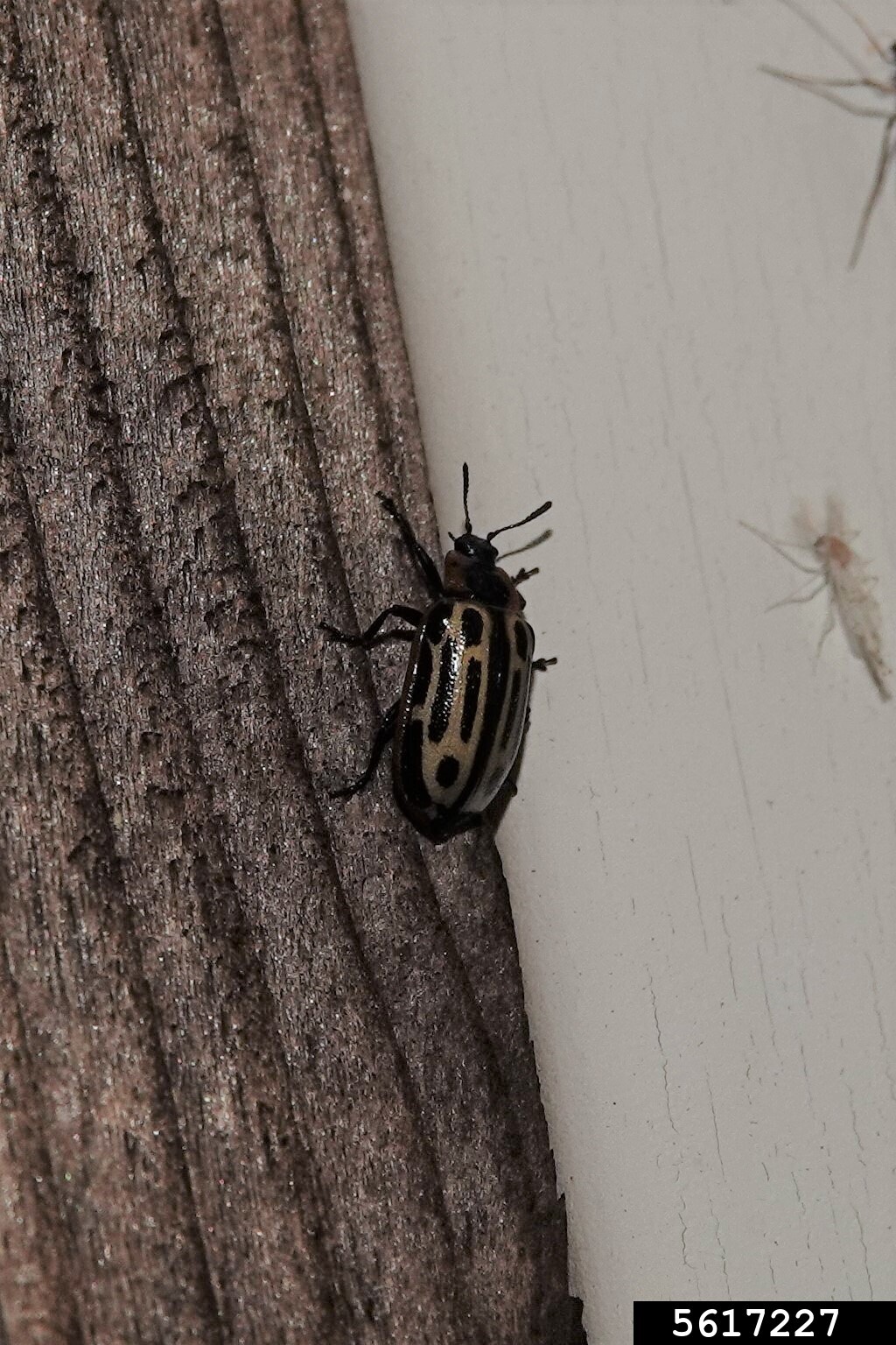 cottonwood leaf beetle (Chrysomela scripta Fabricius, 1801)