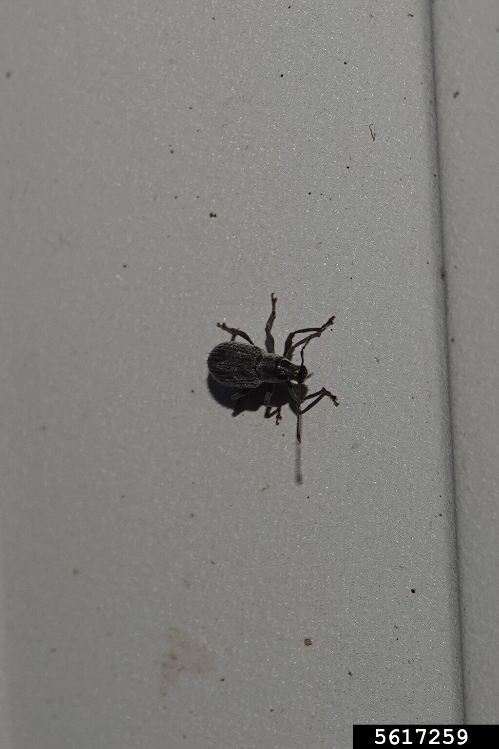 Asiatic oak weevil (Cyrtepistomus castaneus (Roelofs, 1873))