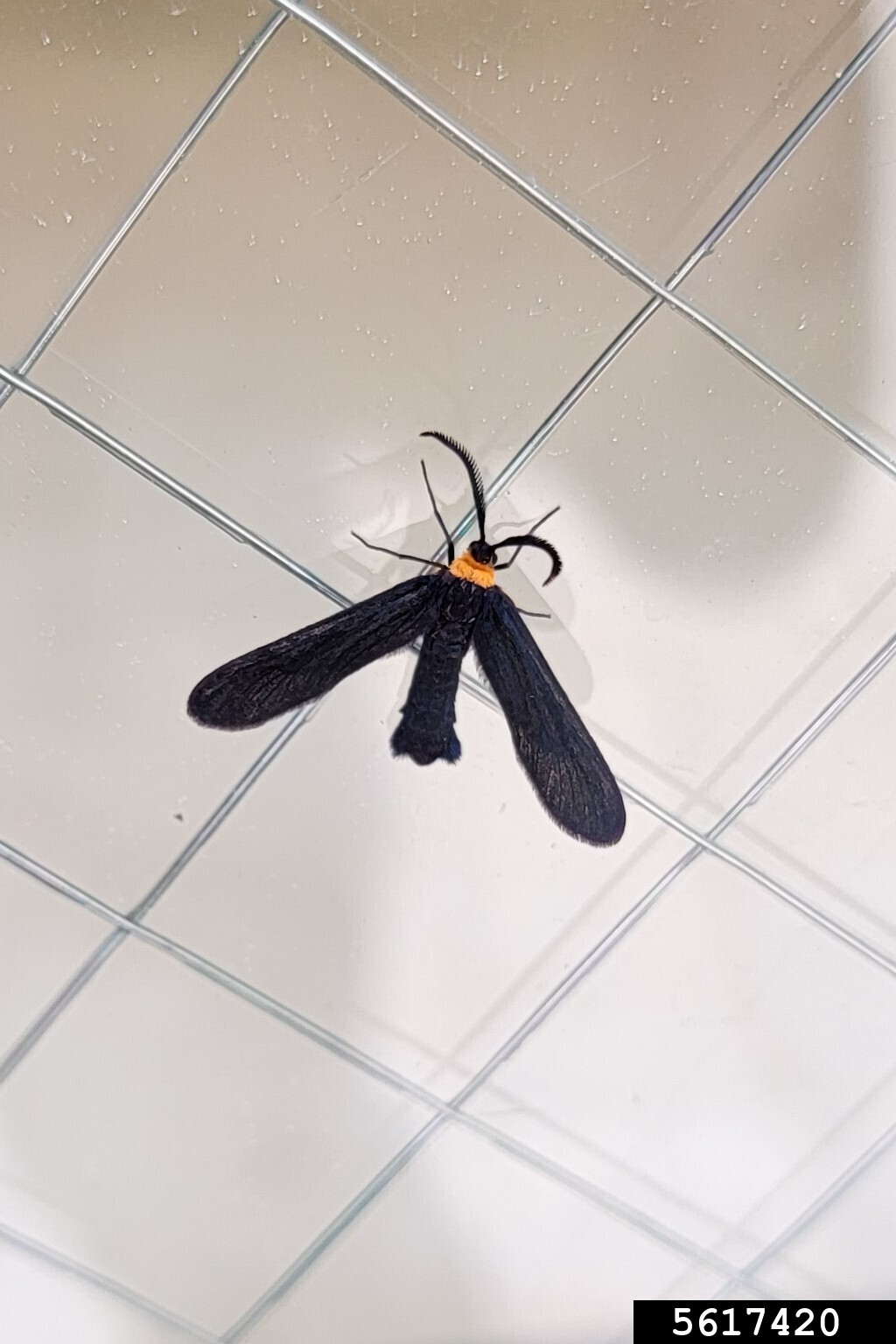 grapeleaf skeletonizer (Harrisina americana (Guerin-Meneviille))