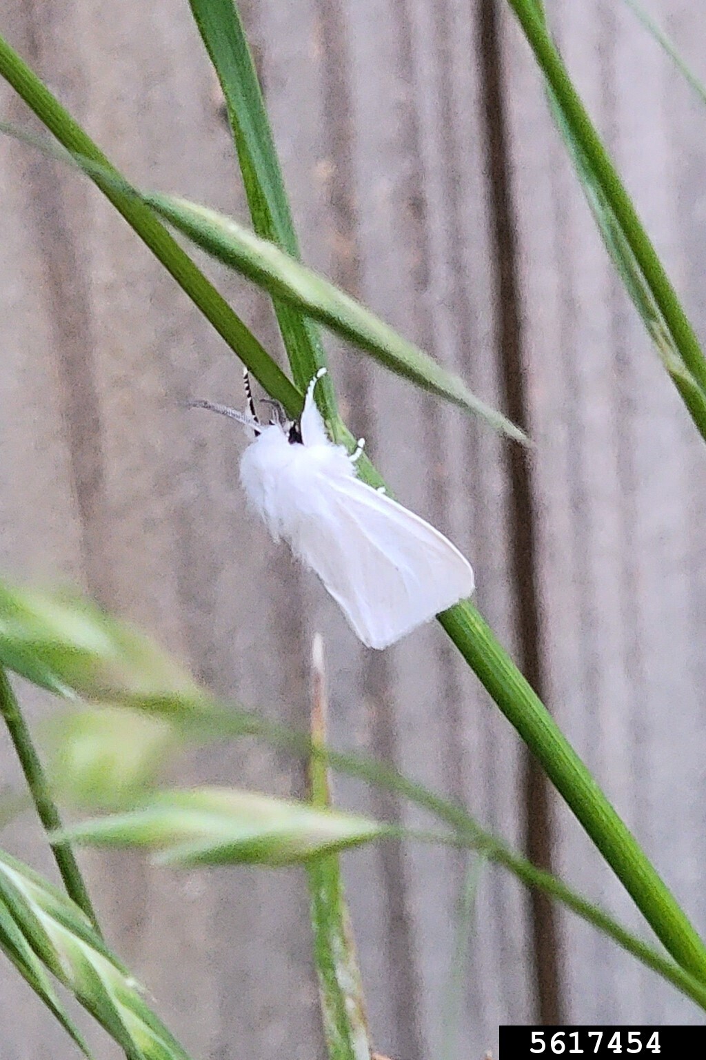 fall webworm (Hyphantria cunea (Drury, 1773))