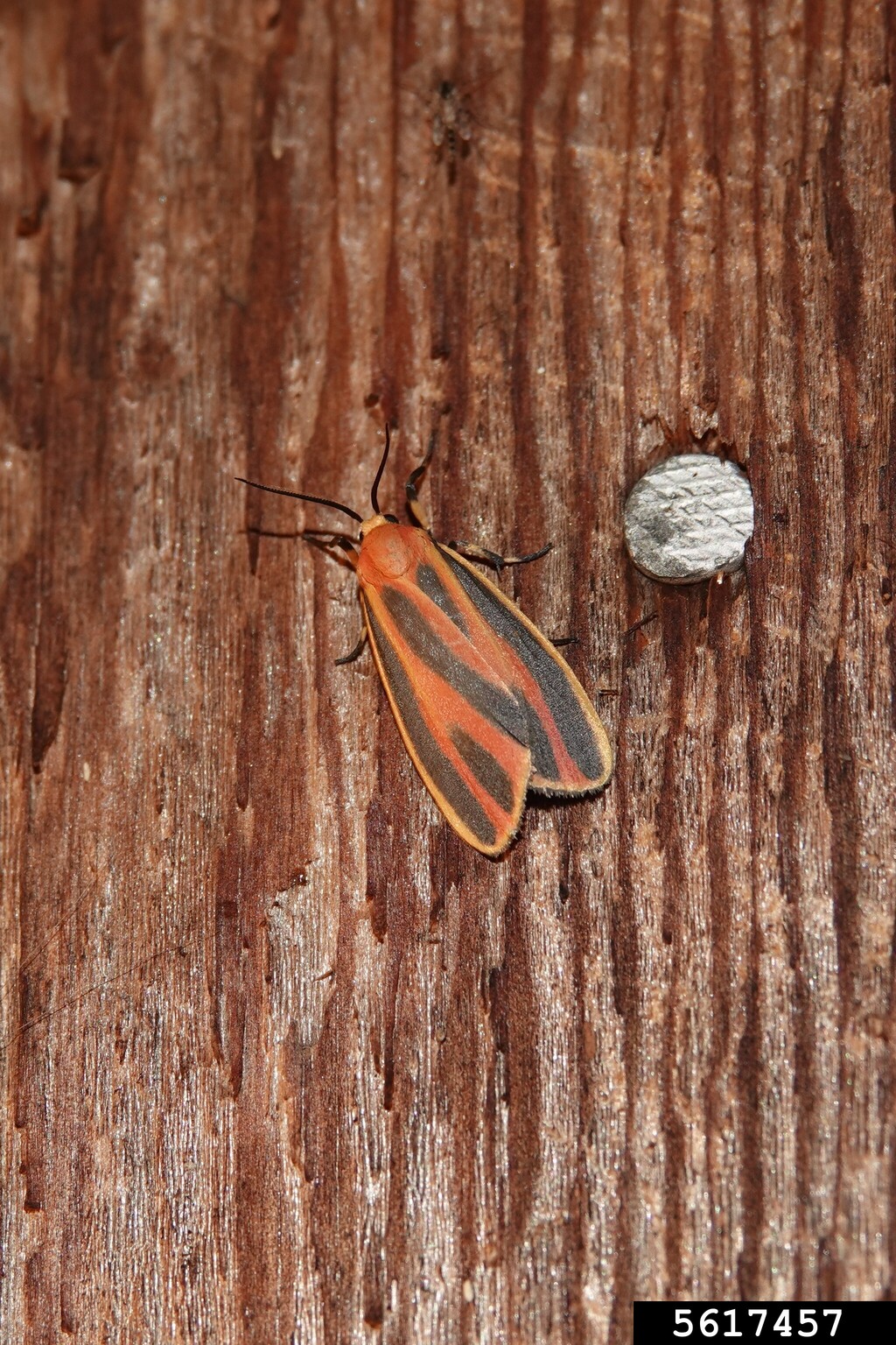 painted lichen moth (Hypoprepia fucosa Hübner, 1831)