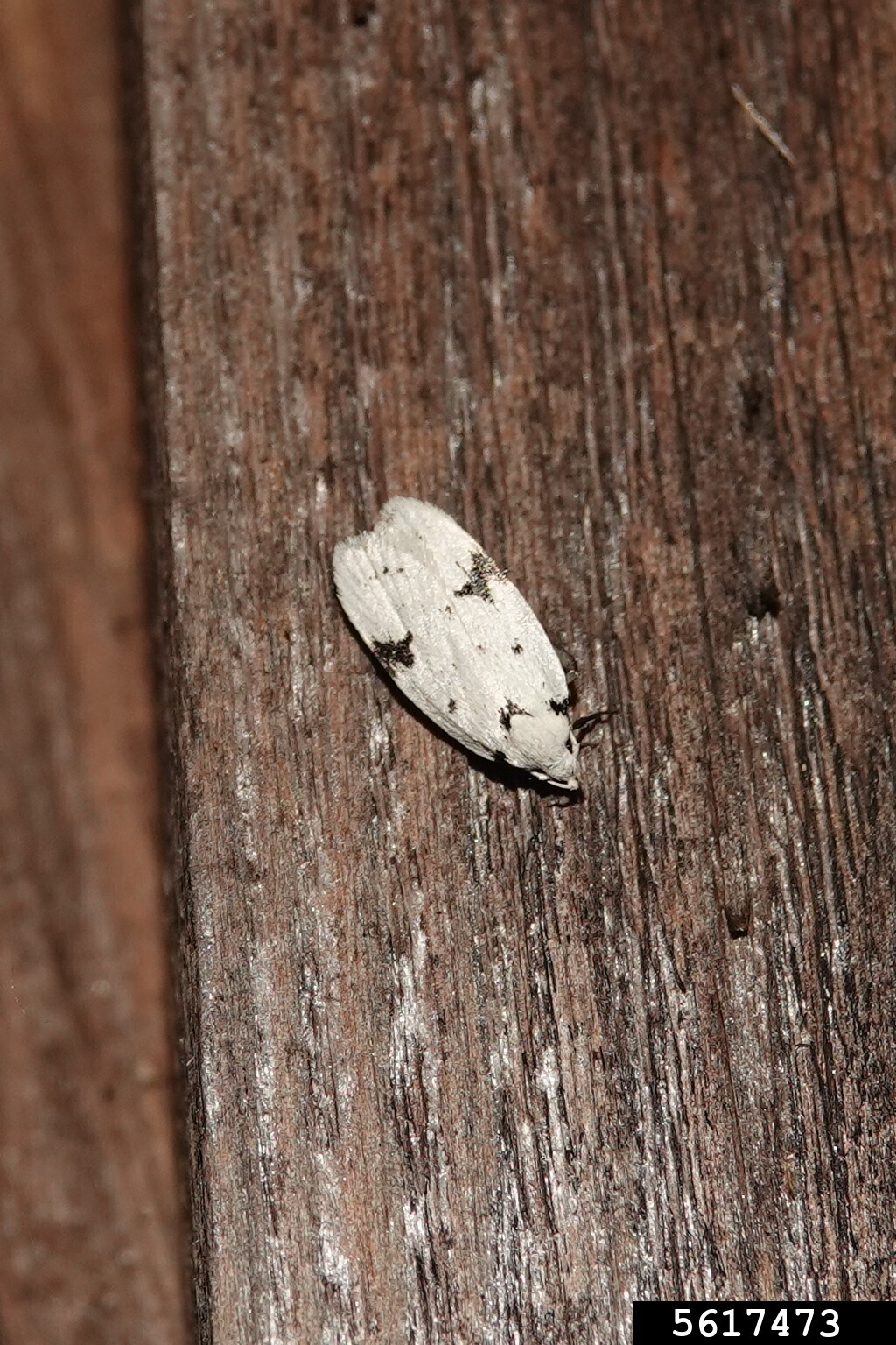 black-marked inga moth (Inga sparsiciliella (Clemens, 1864))