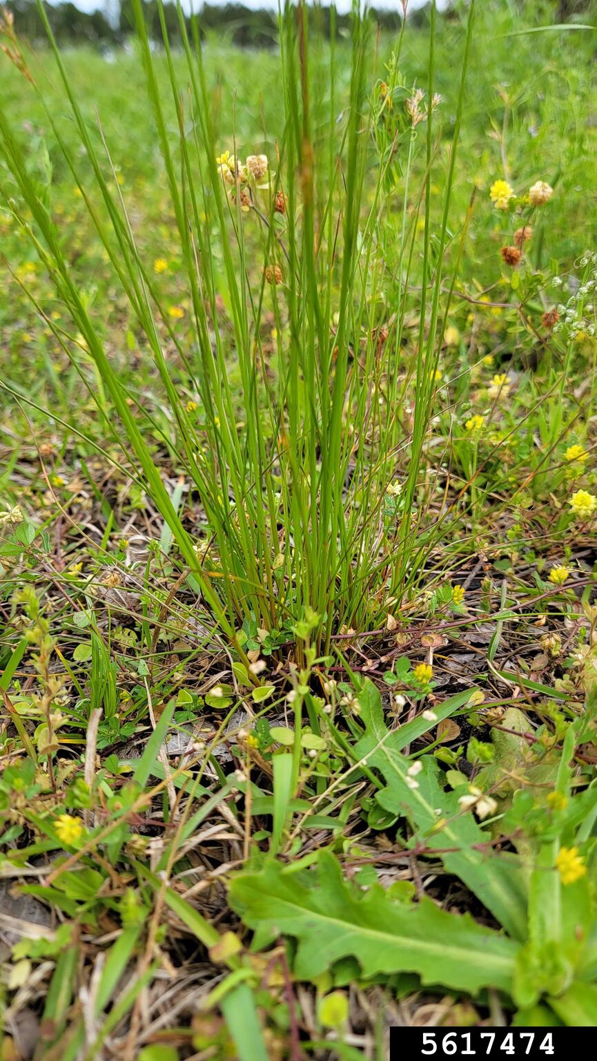 rush (Genus Juncus L.)