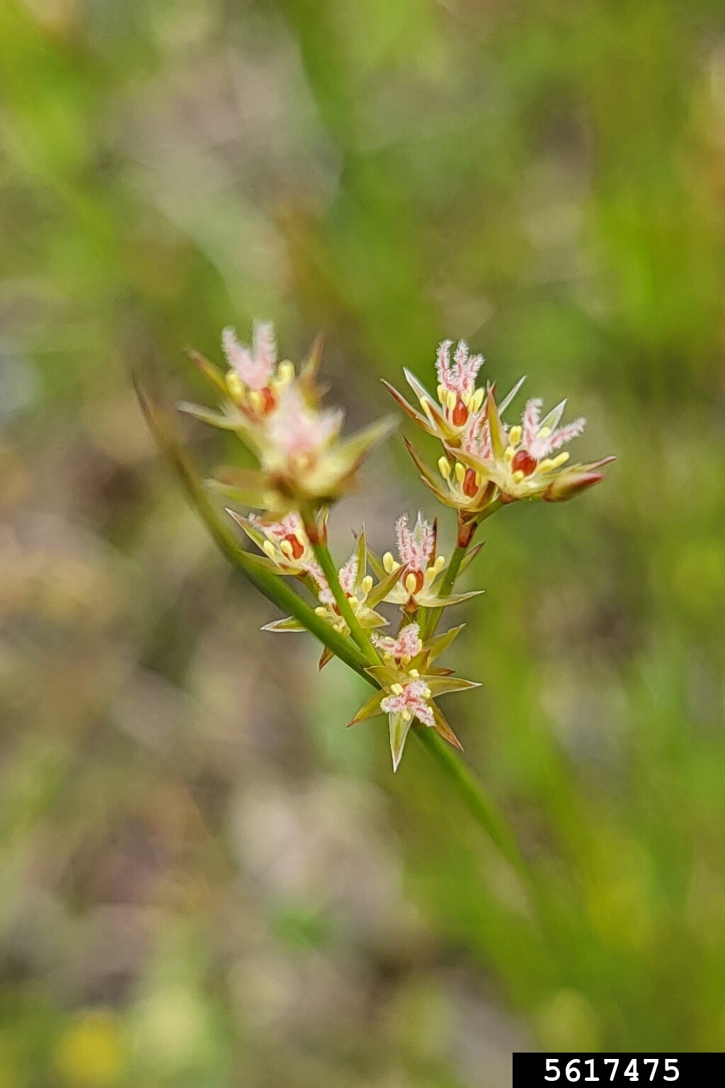 rush (Genus Juncus L.)