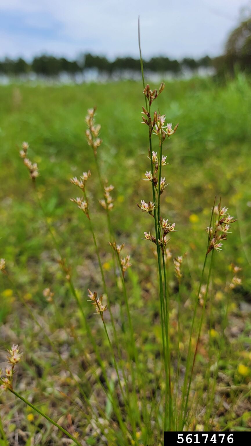 rush (Genus Juncus L.)