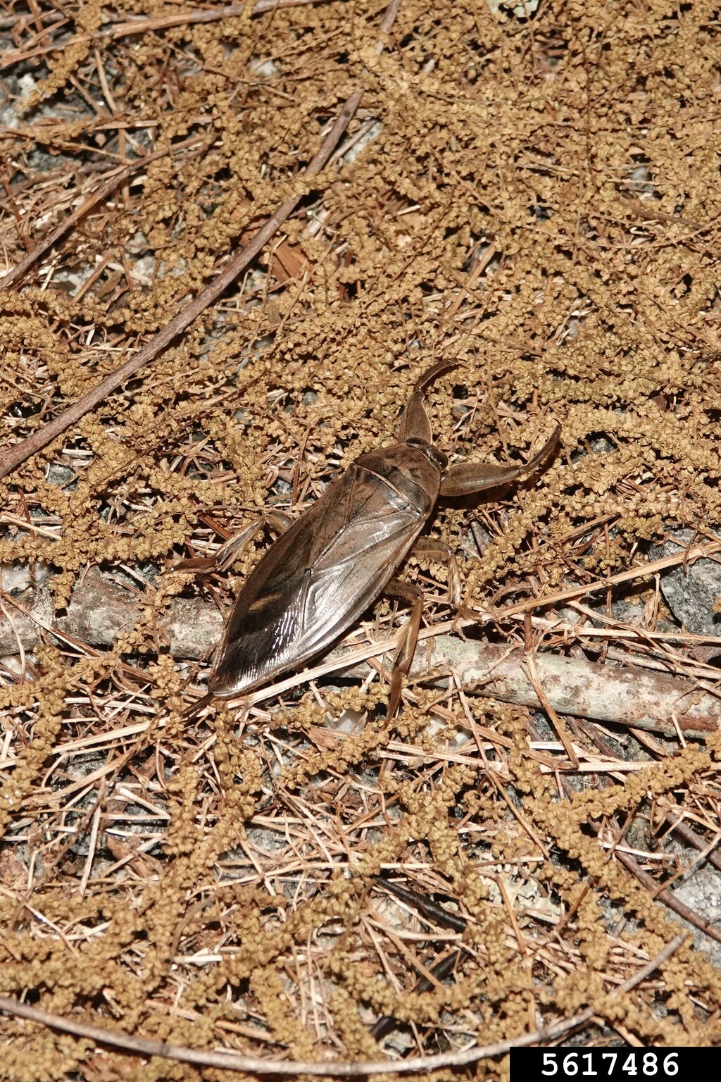 Uhler's water bug (Lethocerus uhleri (Montandon, 1896))