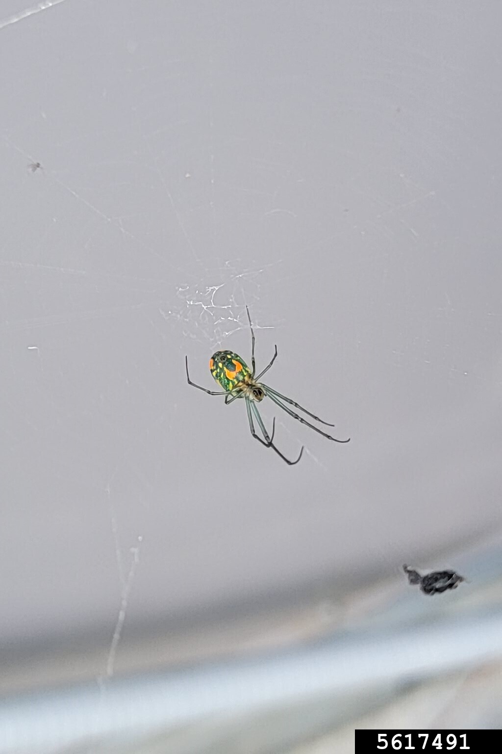mabel orchard orbweaver (Leucauge argyrobapta (White, 1841))