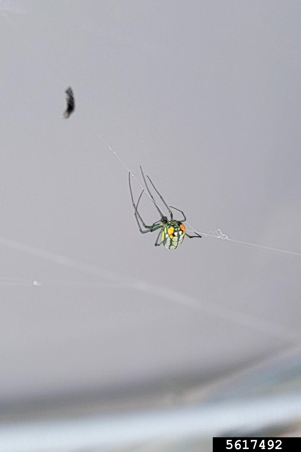 mabel orchard orbweaver (Leucauge argyrobapta (White, 1841))