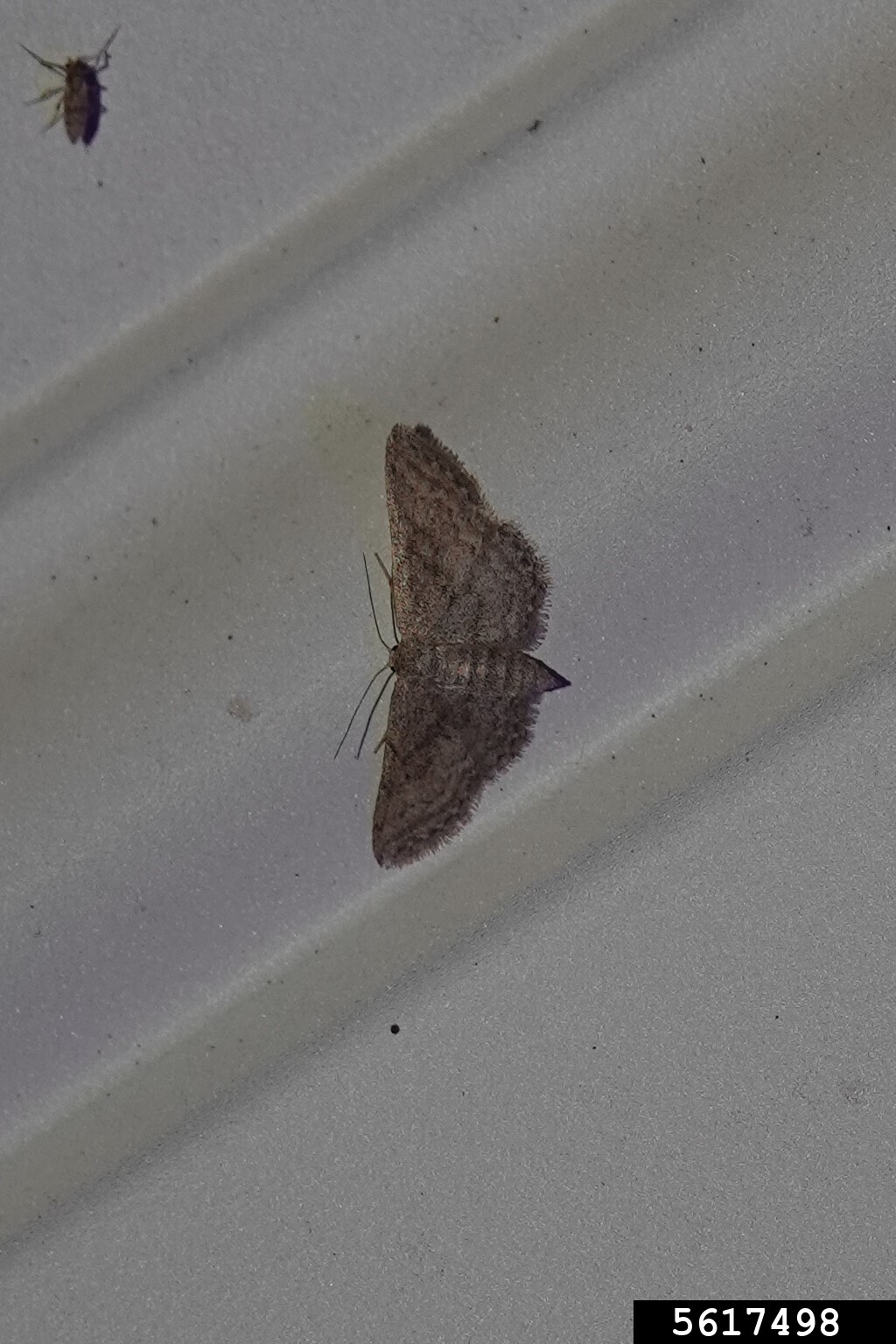 drab brown wave (Lobocleta ossularia (Geyer, 1837))