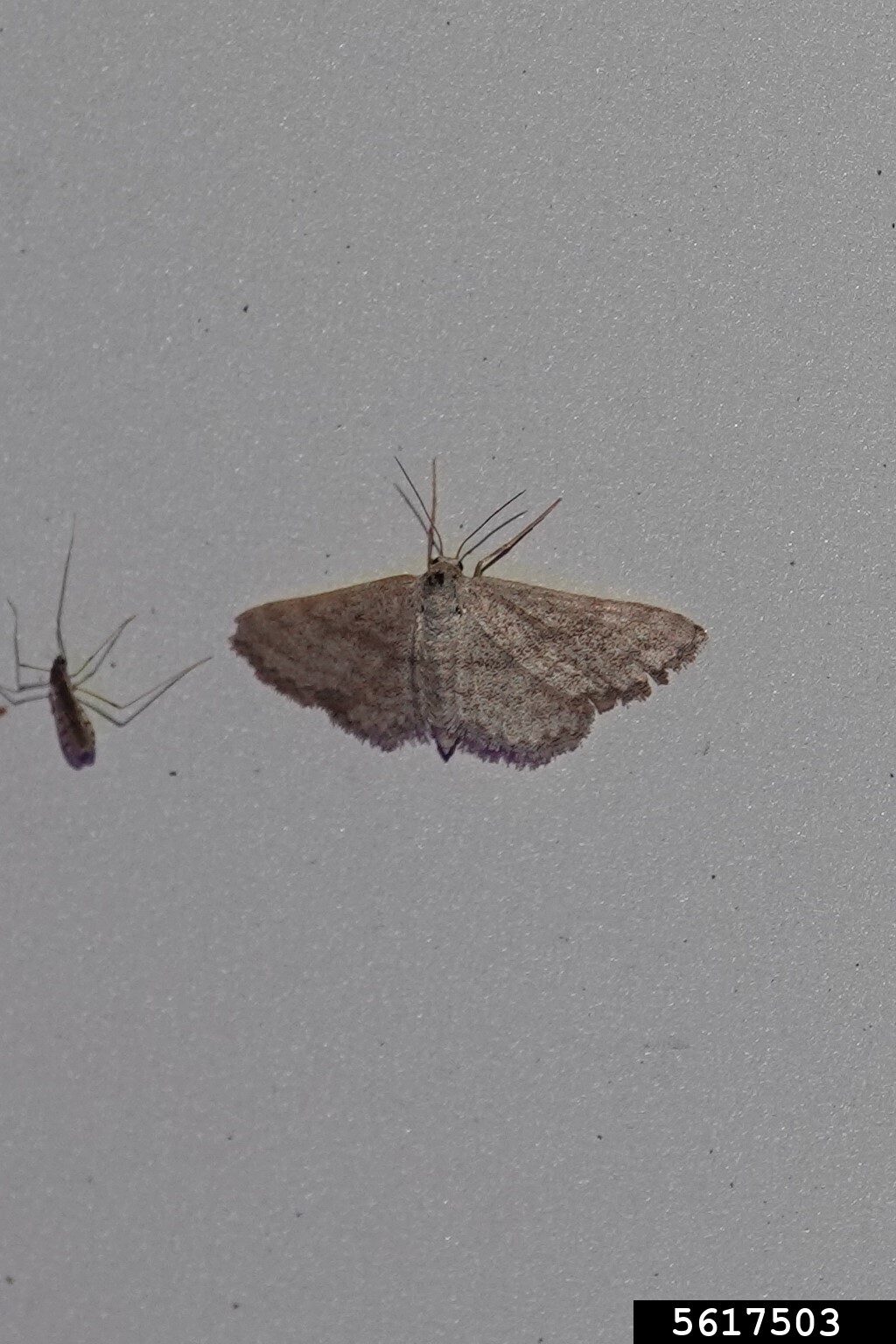 drab brown wave (Lobocleta ossularia (Geyer, 1837))