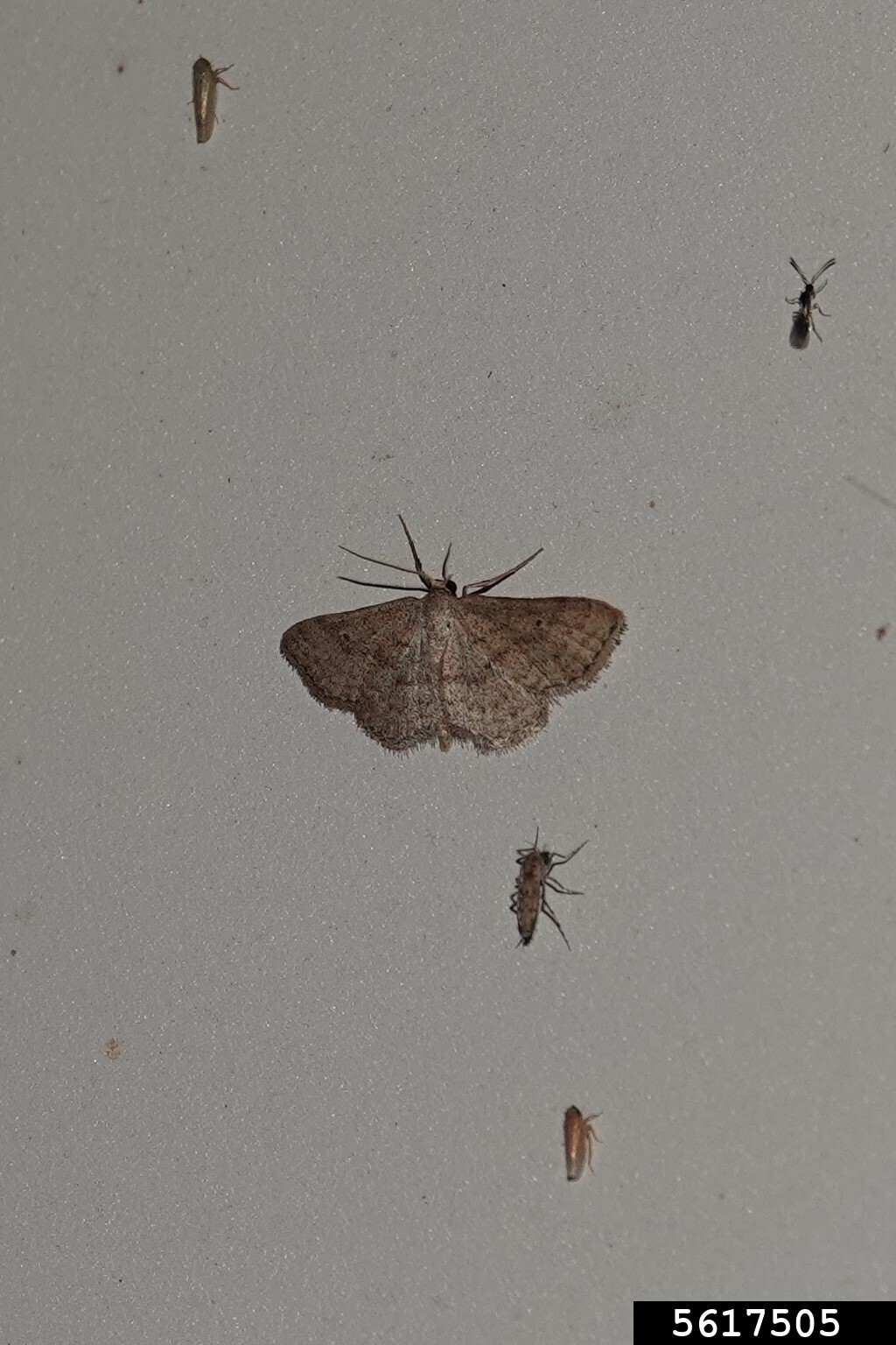 drab brown wave (Lobocleta ossularia (Geyer, 1837))