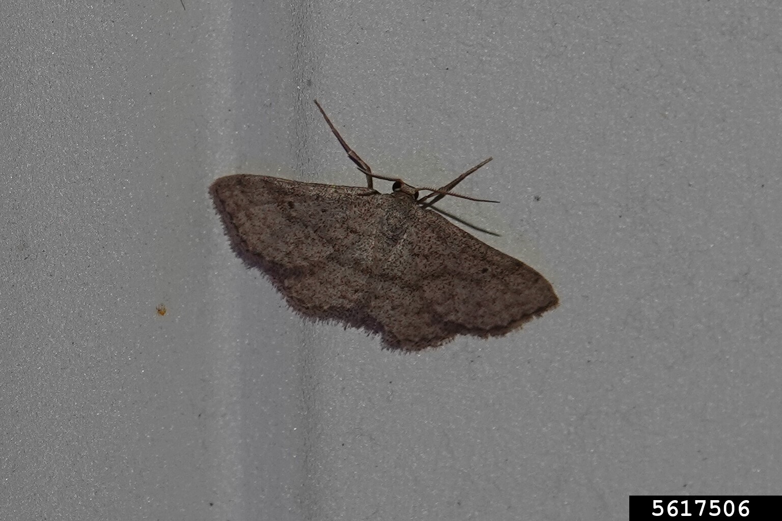 drab brown wave (Lobocleta ossularia (Geyer, 1837))