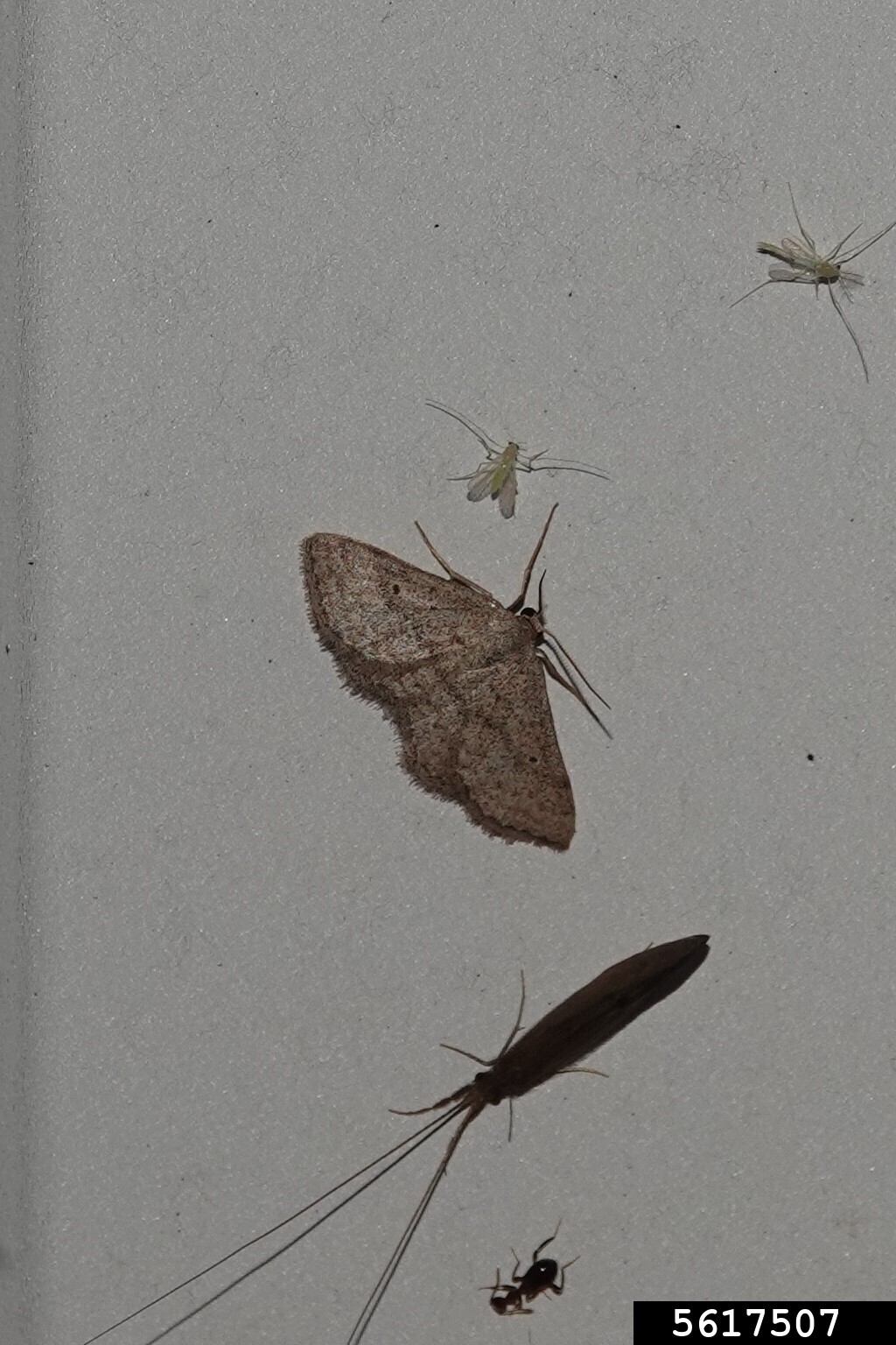 drab brown wave (Lobocleta ossularia (Geyer, 1837))