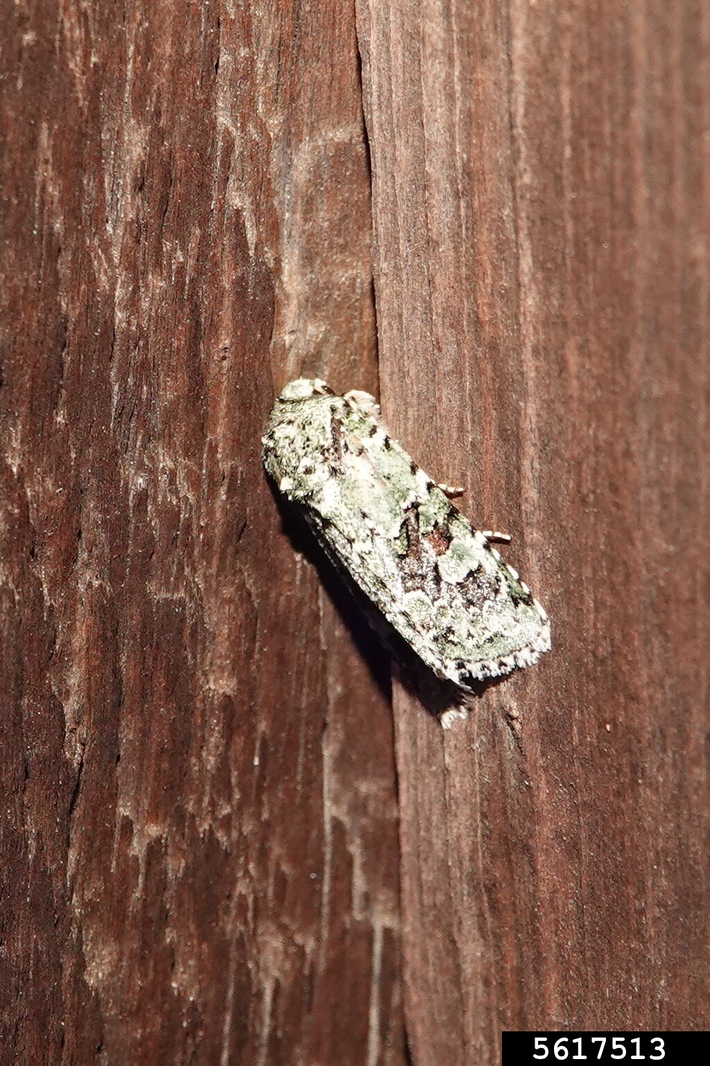 laudable arches (Lacinipolia laudabilis (Guenée, 1852))