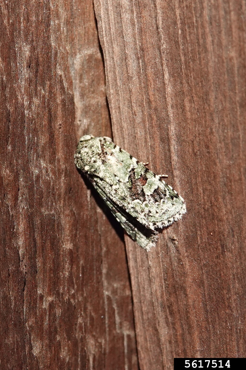 laudable arches (Lacinipolia laudabilis (Guenée, 1852))