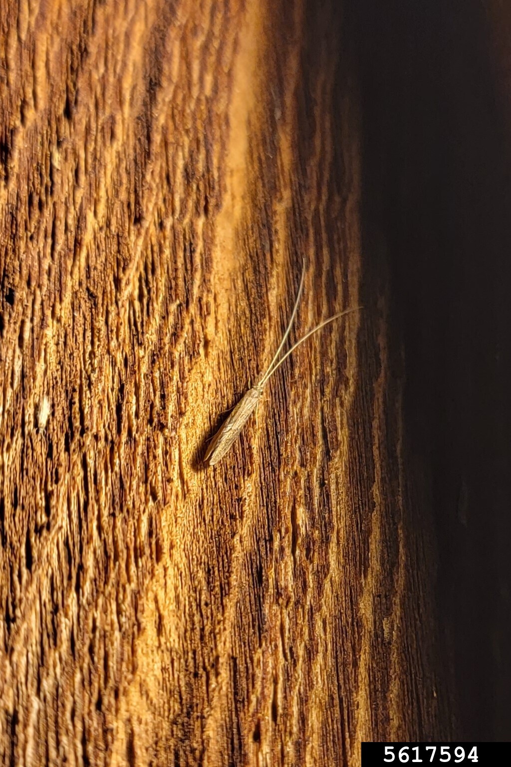 long-horned caddisfly (Genus Oecetis McLachlan, 1877)