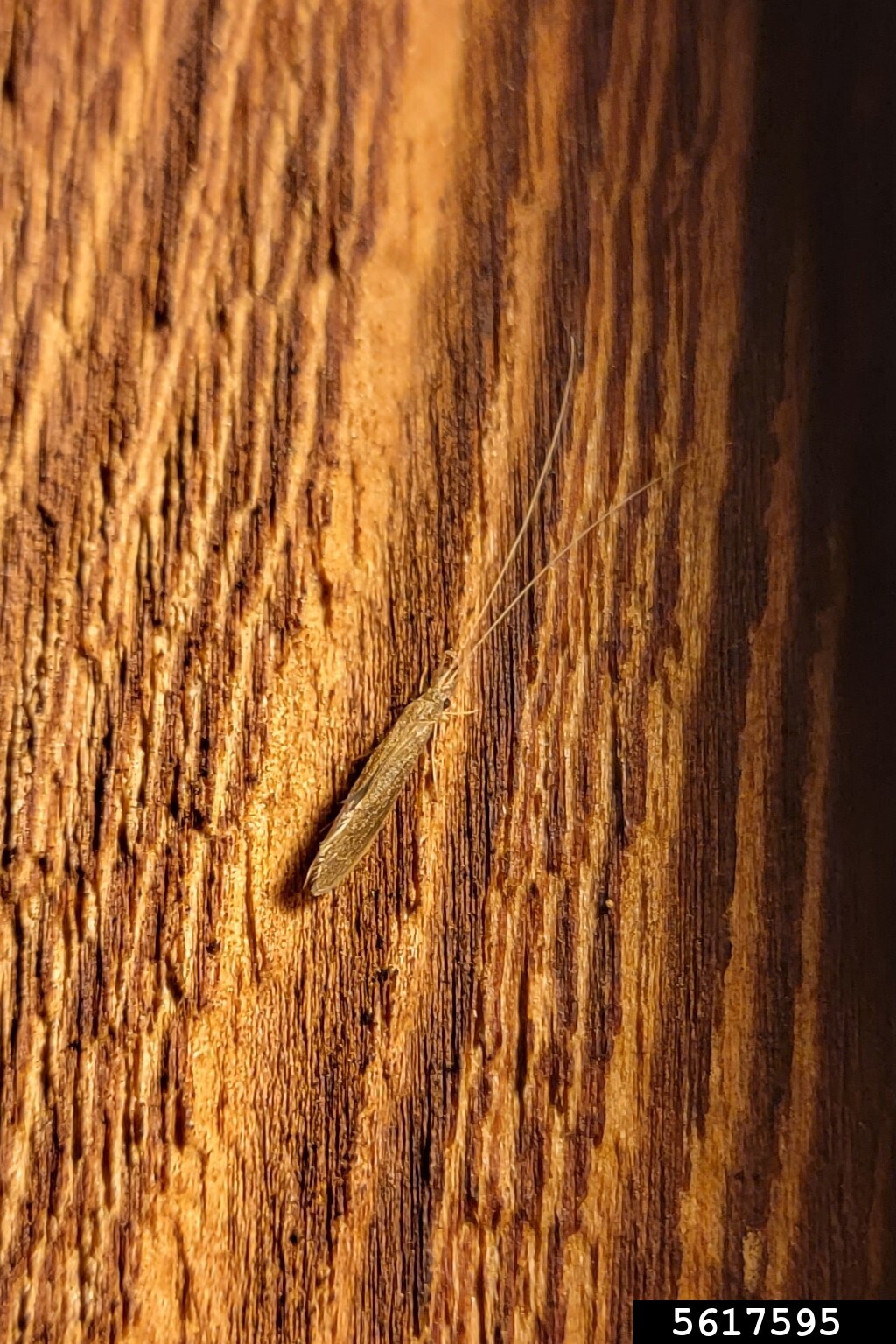 long-horned caddisfly (Genus Oecetis McLachlan, 1877)