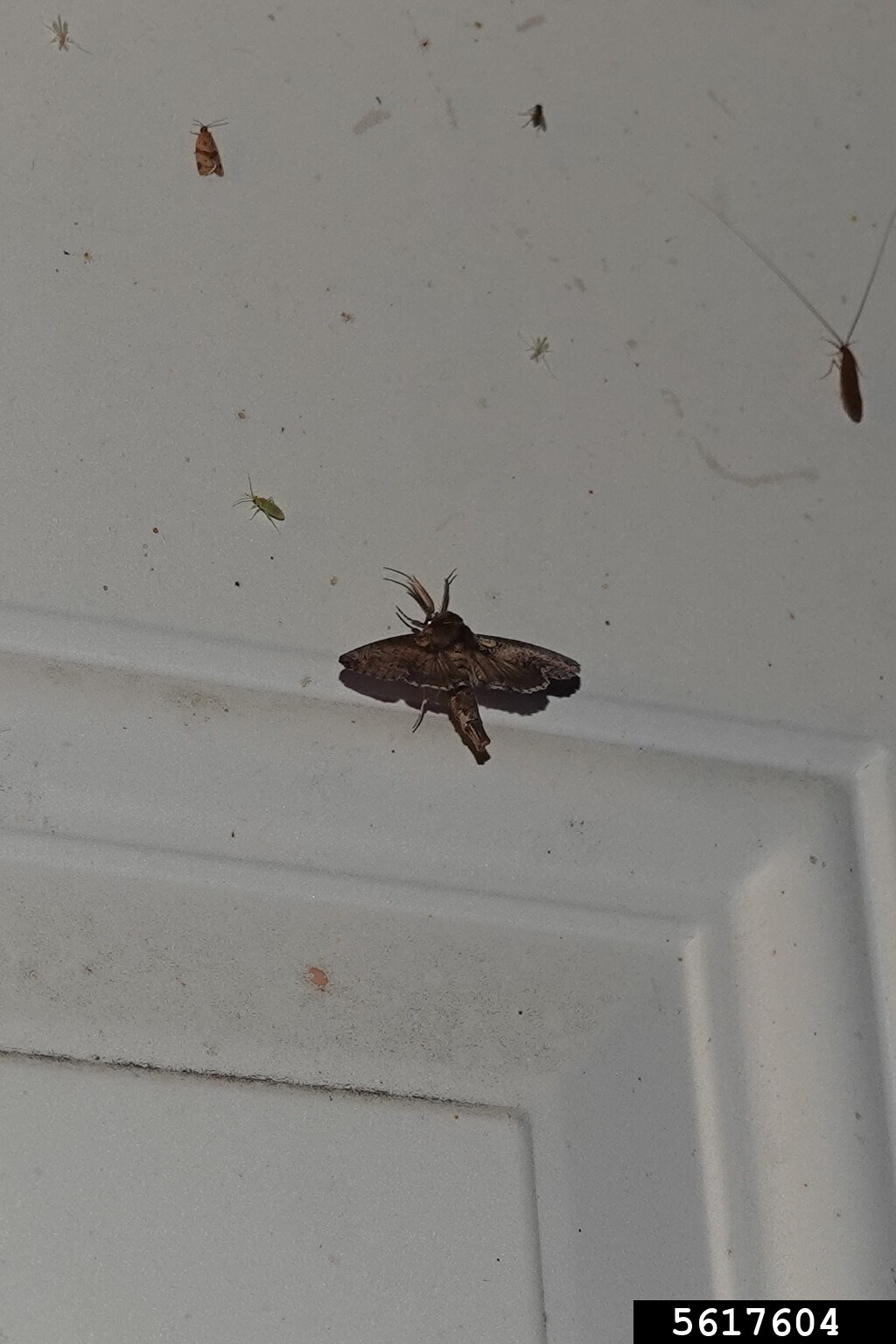 sweetgum defoliator (Paectes abrostoloides (Guenée))