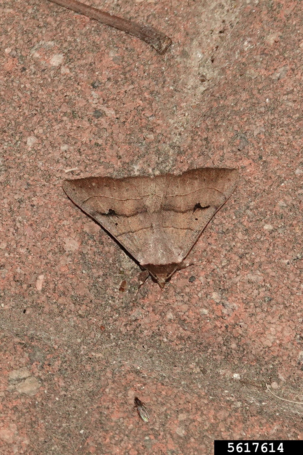 Noctuid moth (Panopoda carneicosta Guenée 1852)