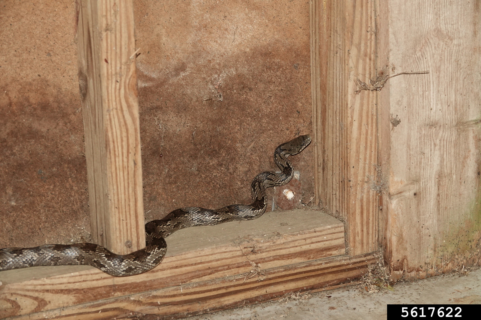 eastern rat snake (Pantherophis alleghaniensis (HOLBROOK, 1836))