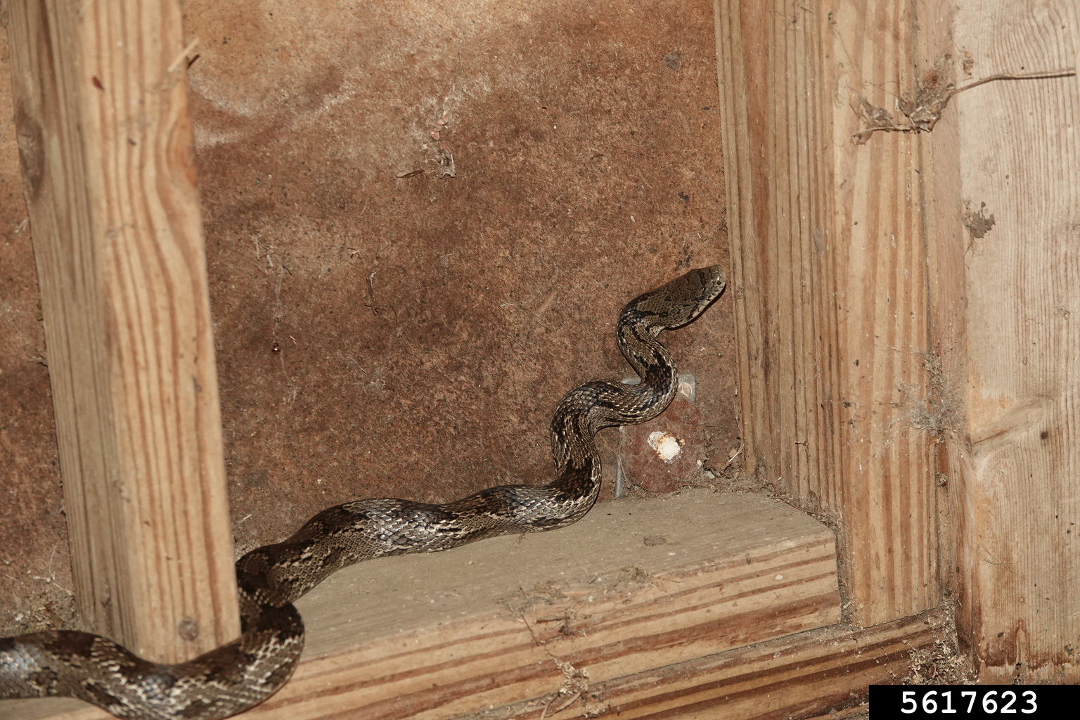 eastern rat snake (Pantherophis alleghaniensis (HOLBROOK, 1836))