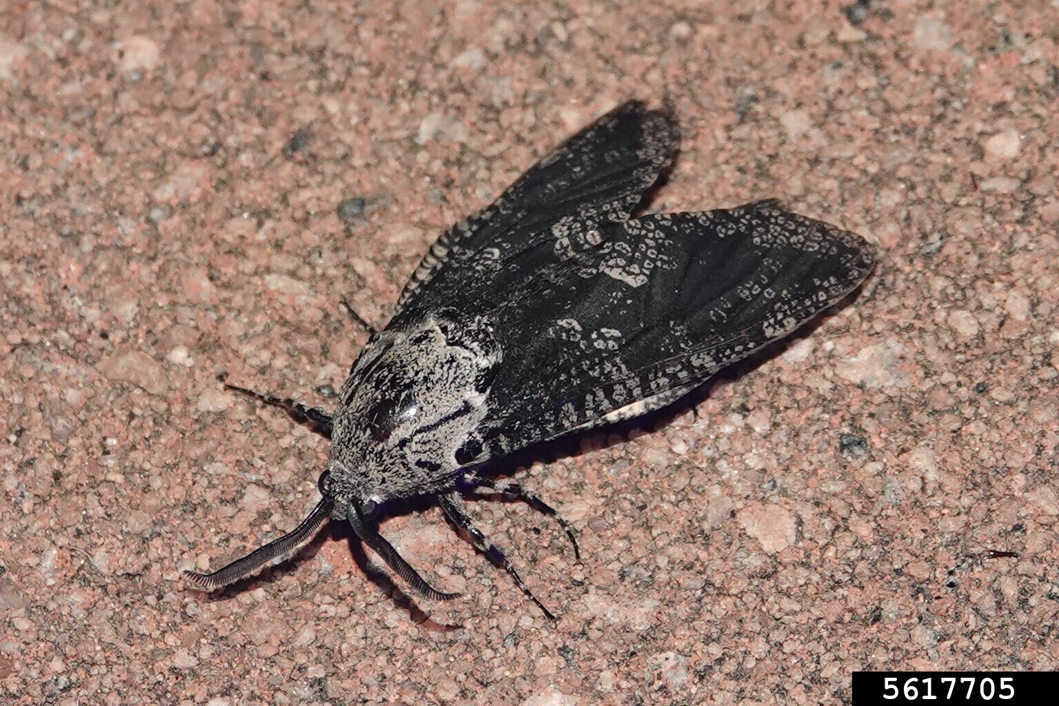 carpenterworm (Prionoxystus robiniae (Peck))