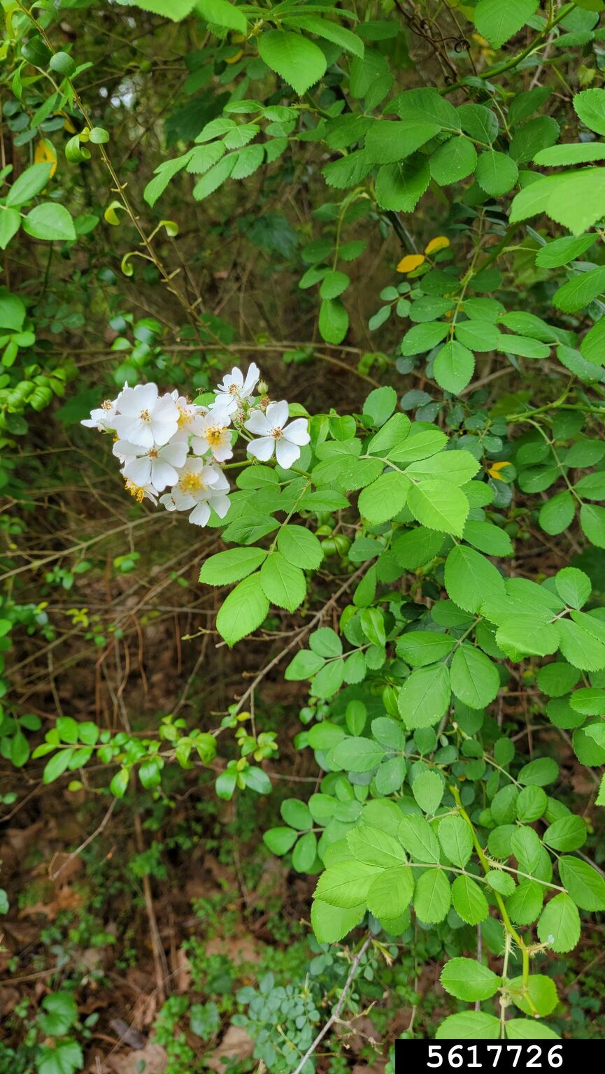 multiflora rose (Rosa multiflora)