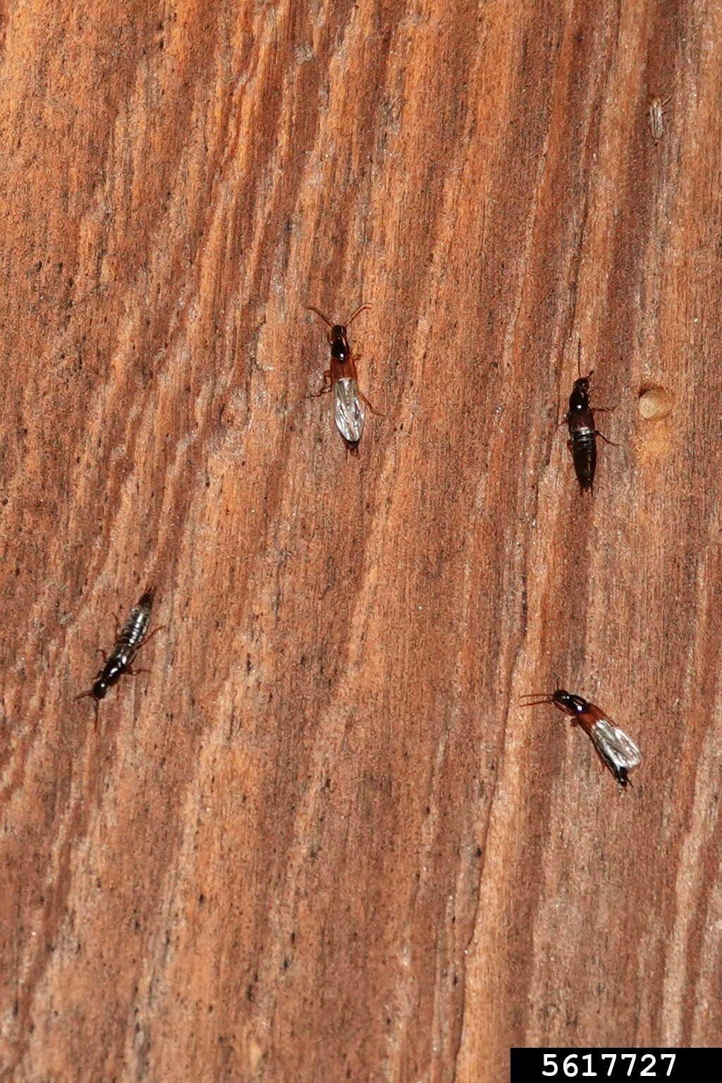 rove beetles (Family Staphylinidae Latreille, 1802)