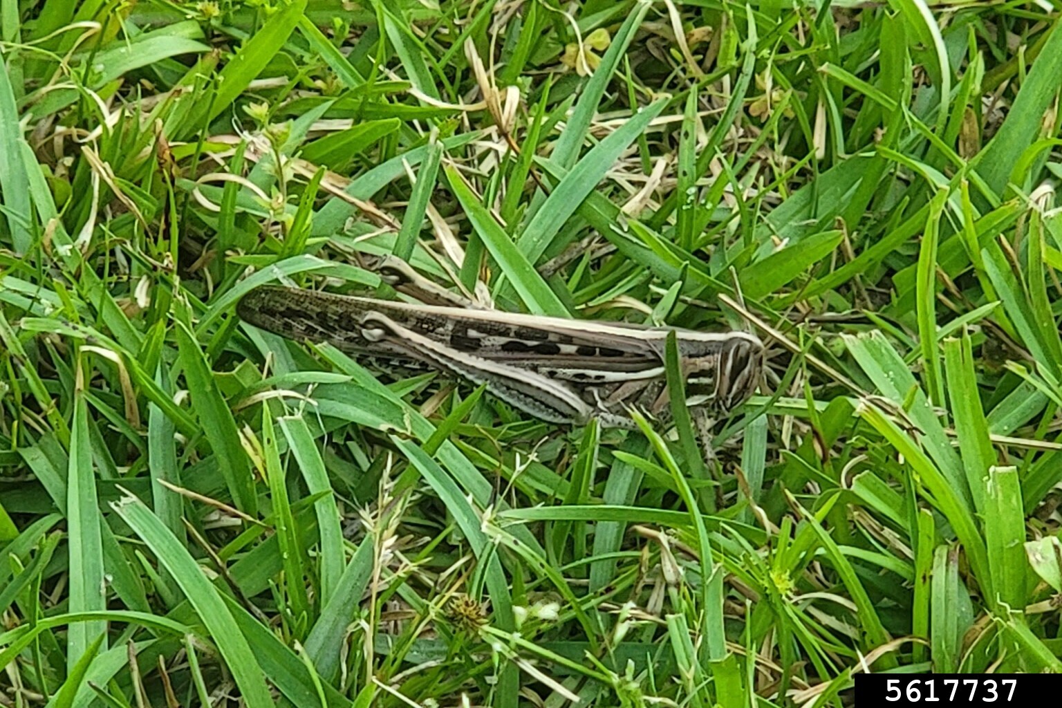 American grasshopper (Schistocerca americana (Drury, 1773))