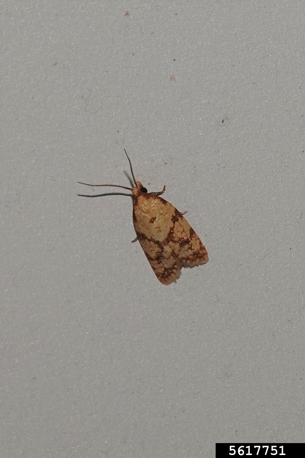Genus Sparganothis 
