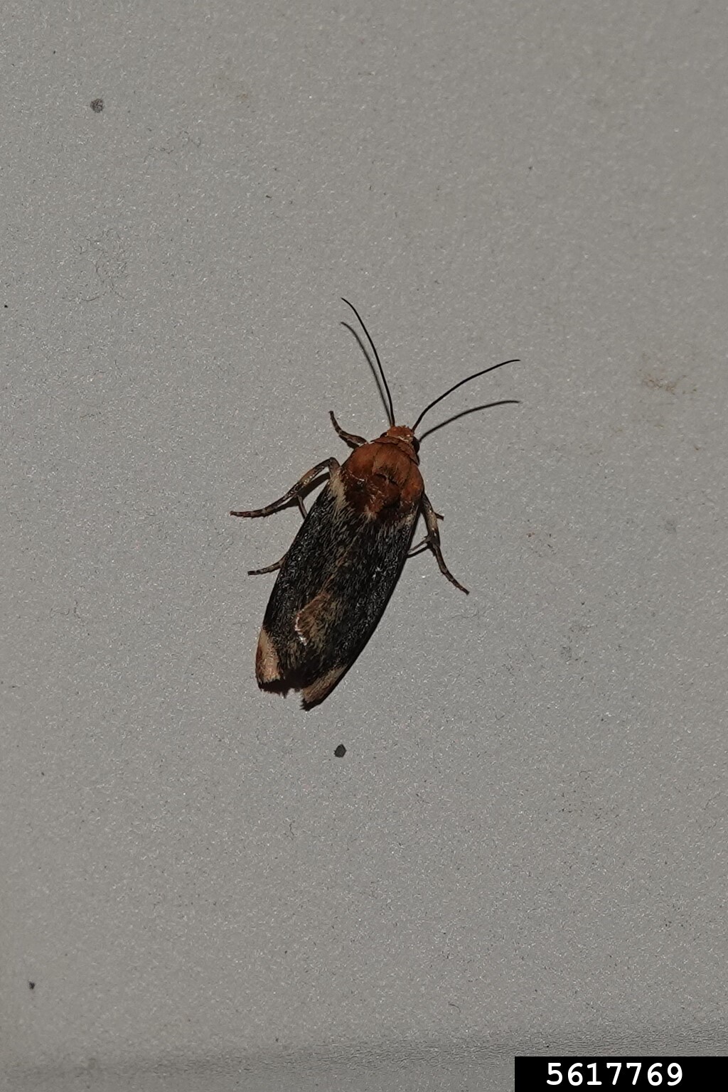 yellow spragueia moth (Spragueia apicalis (Herrich-Schäffer, 1868))