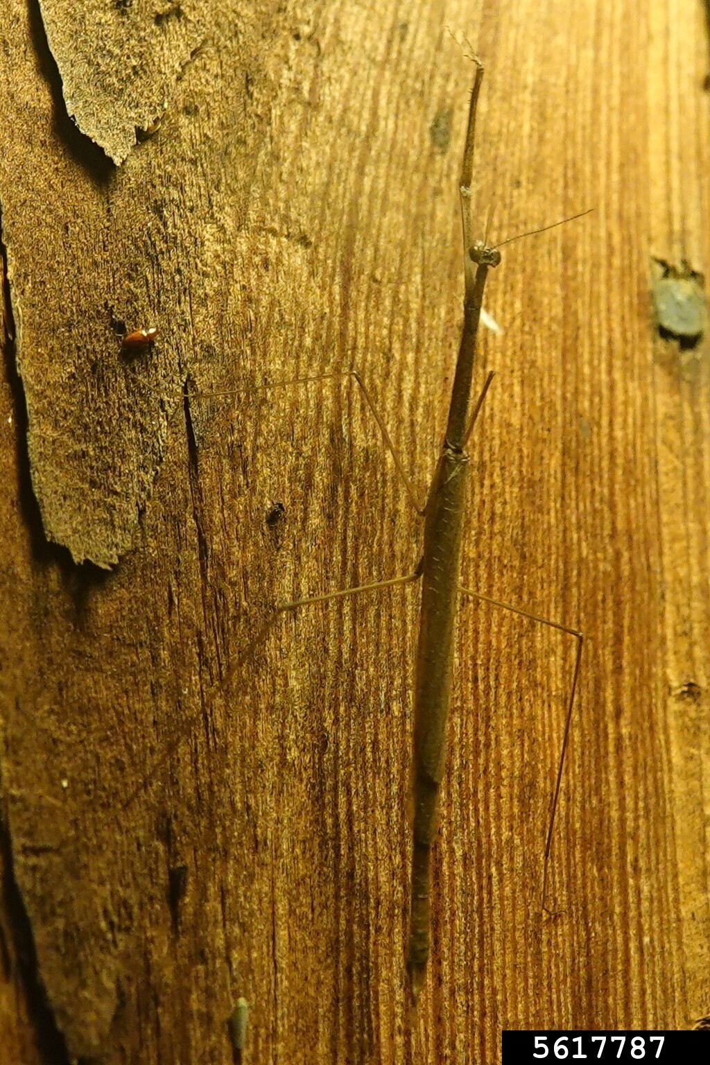 American grass mantis (Thesprotia graminis (Scudder 1878))