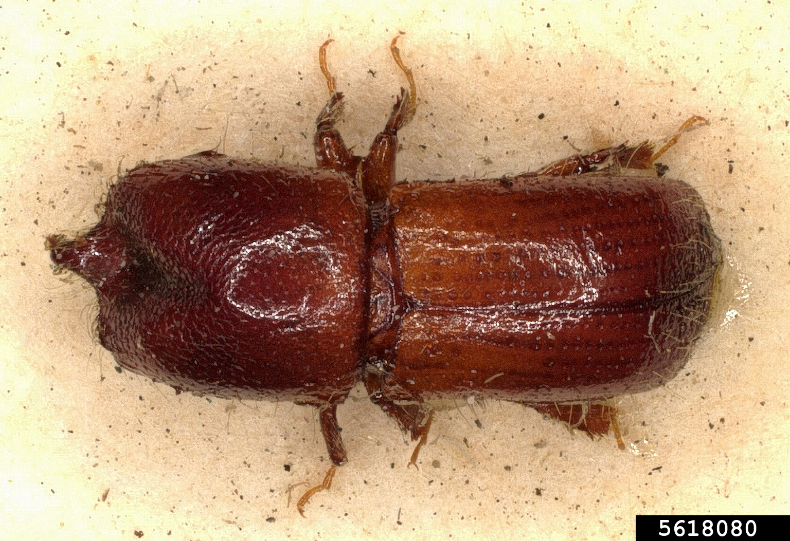 ambrosia beetle (Euwallacea galeatus (Blandford, 1894))